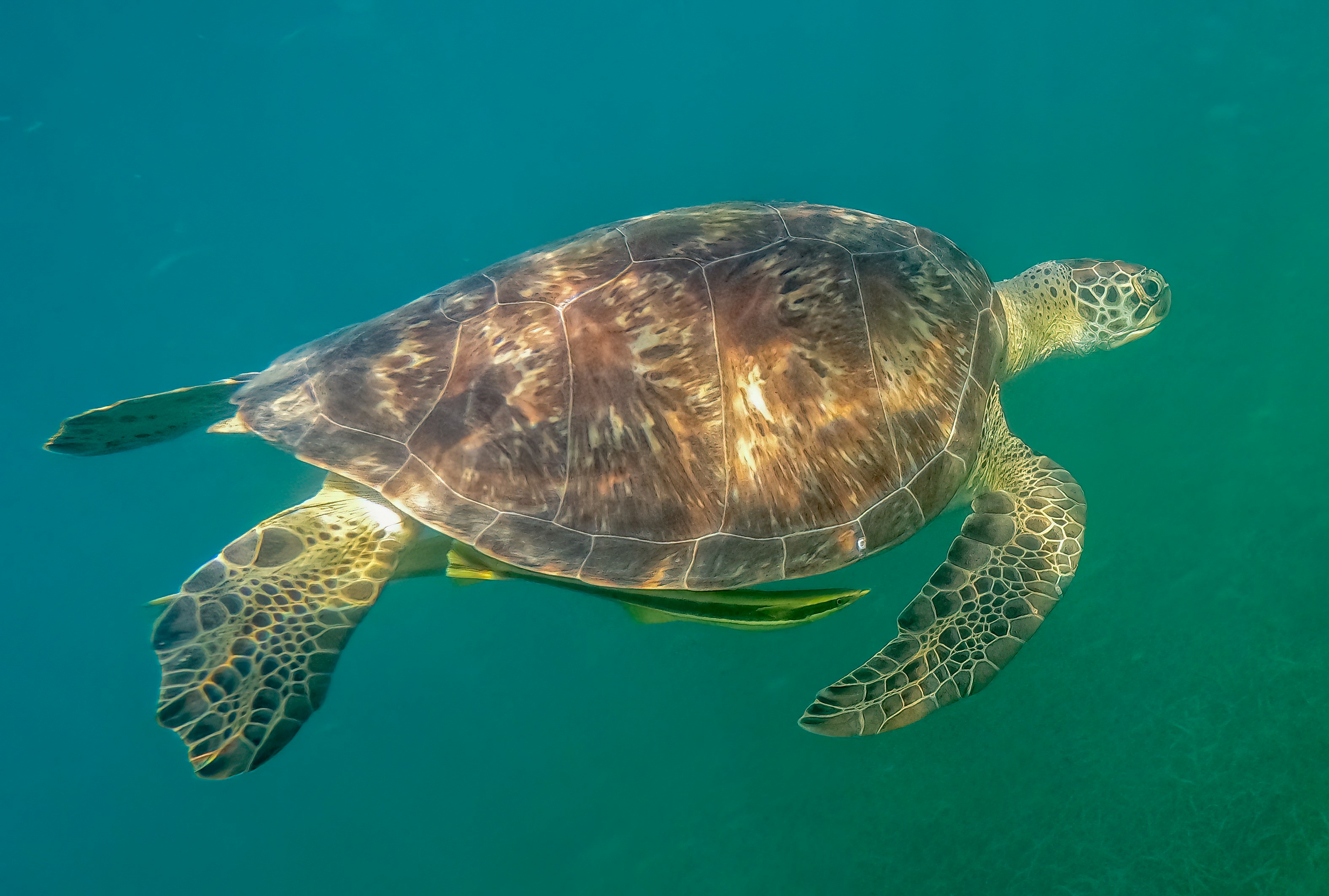 A sea turtle swims gracefully through ocean water. photo – Free ...