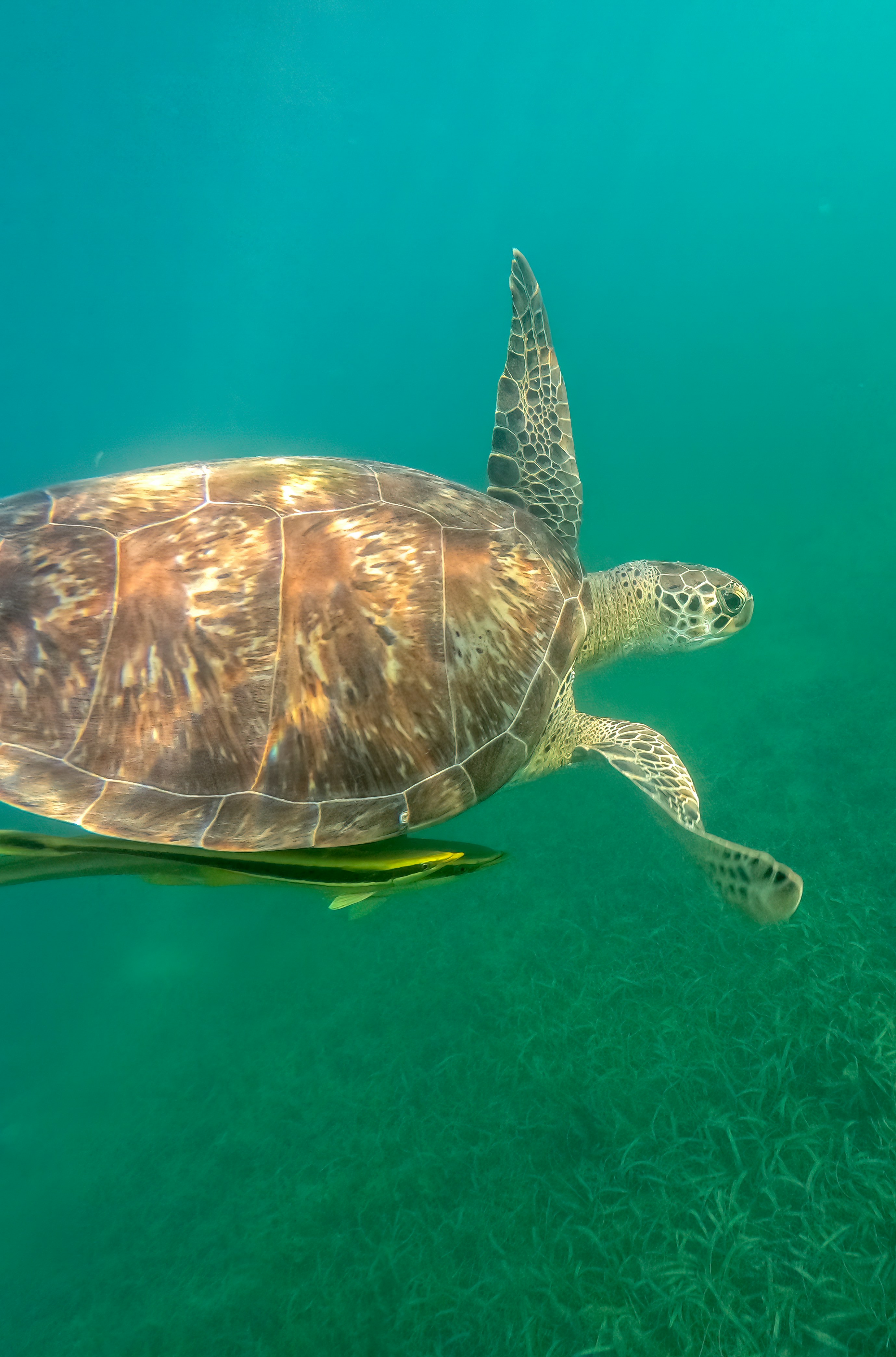 A sea turtle swims peacefully in the ocean. photo – Free Wildlife Image ...