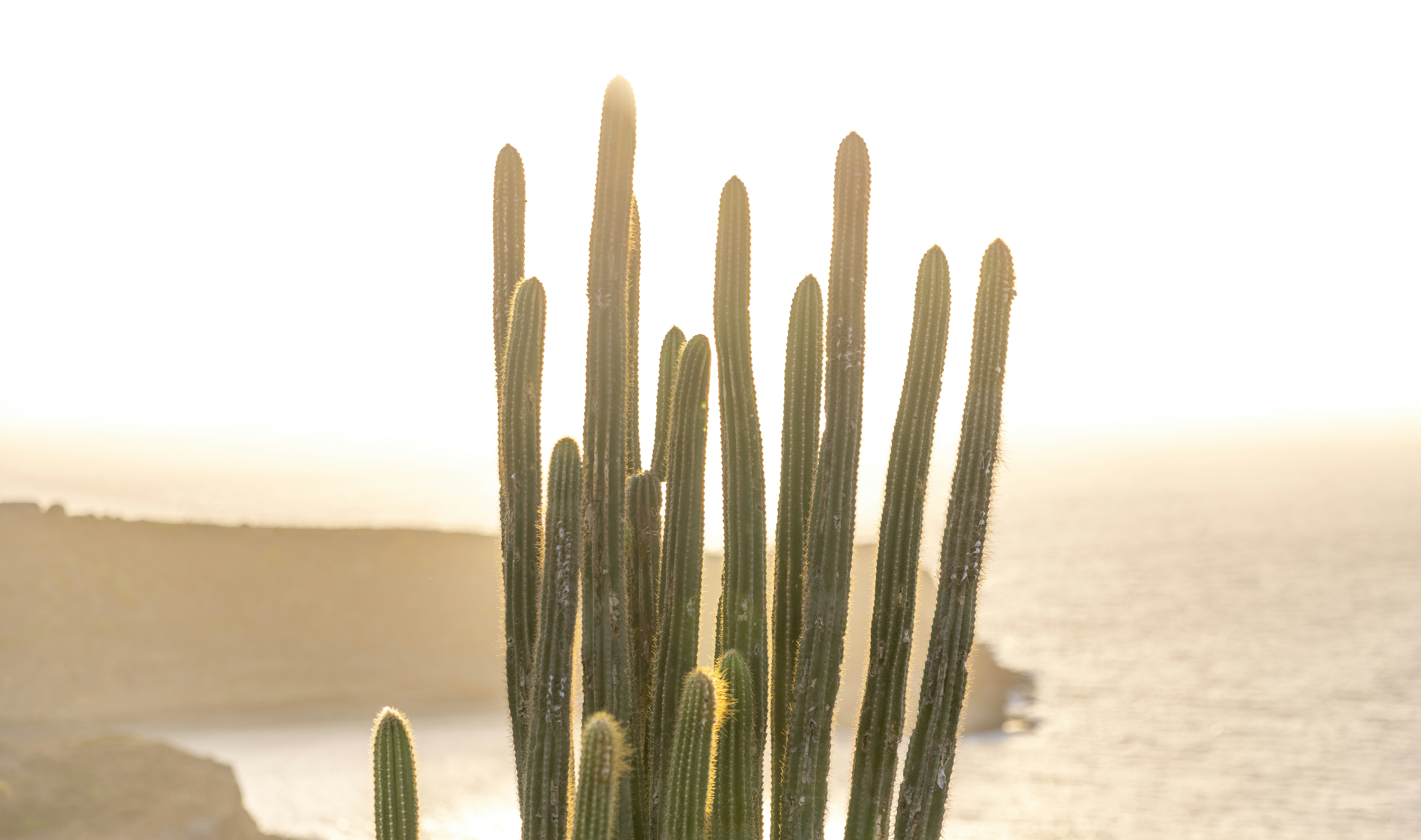 Tall cactus silhouetted against a soft, glowing horizon, embodying the serene beauty of a coastal desert landscape.
