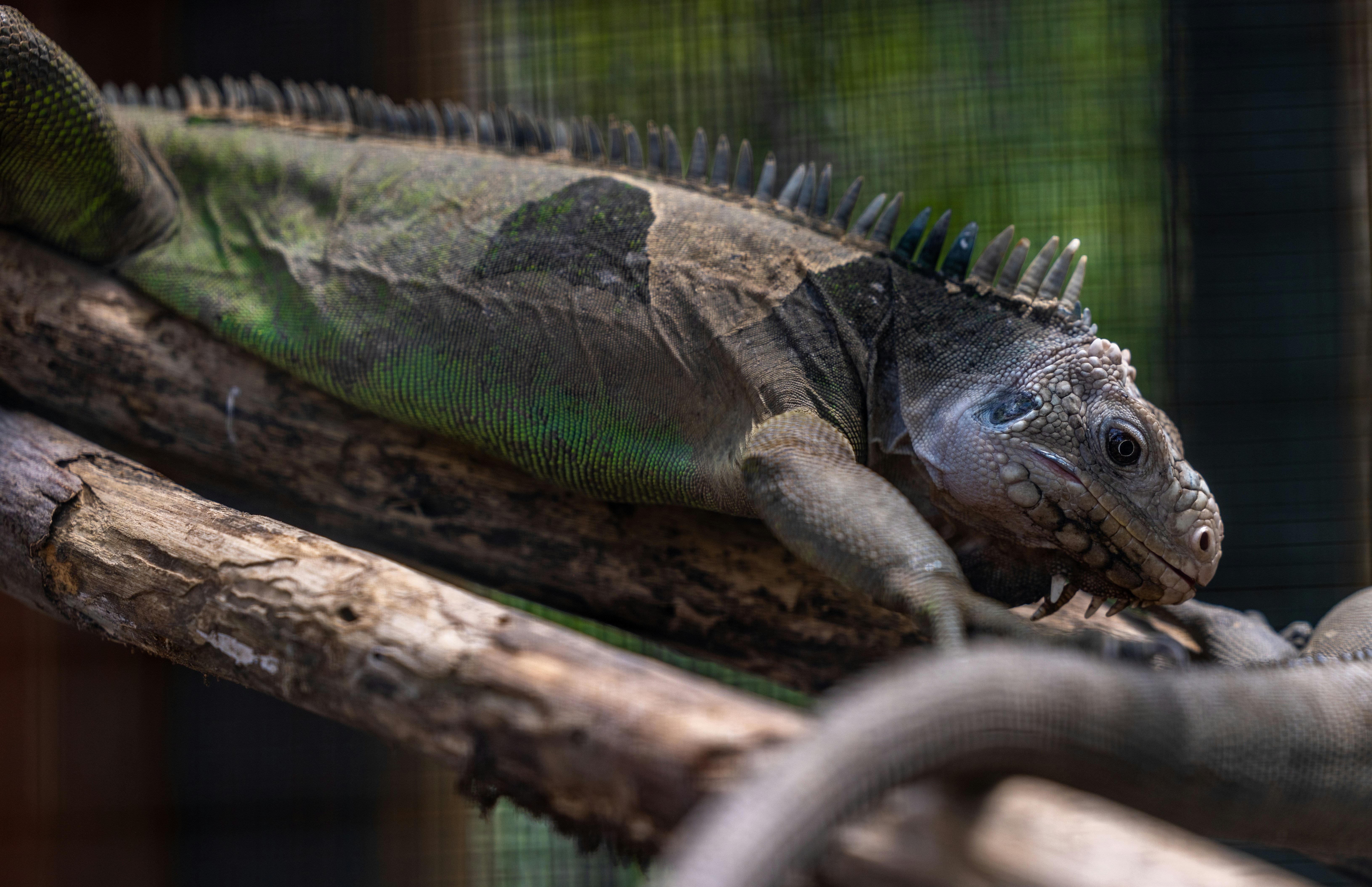 Emerald Sentinel Resting on a Weathered Branch
