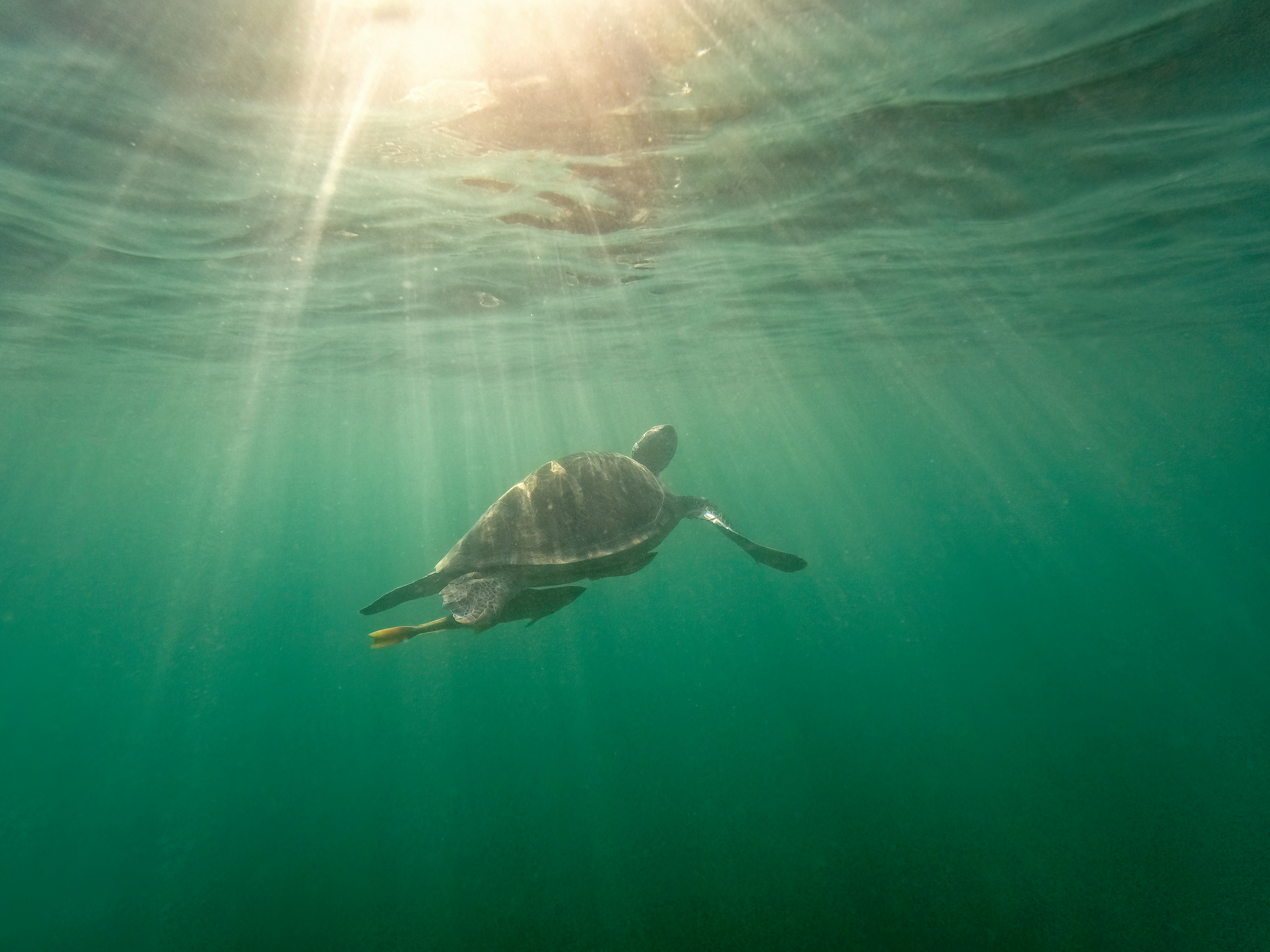 Underwater photograph of a sea turtle gliding through sunbeams in teal water just below the surface.