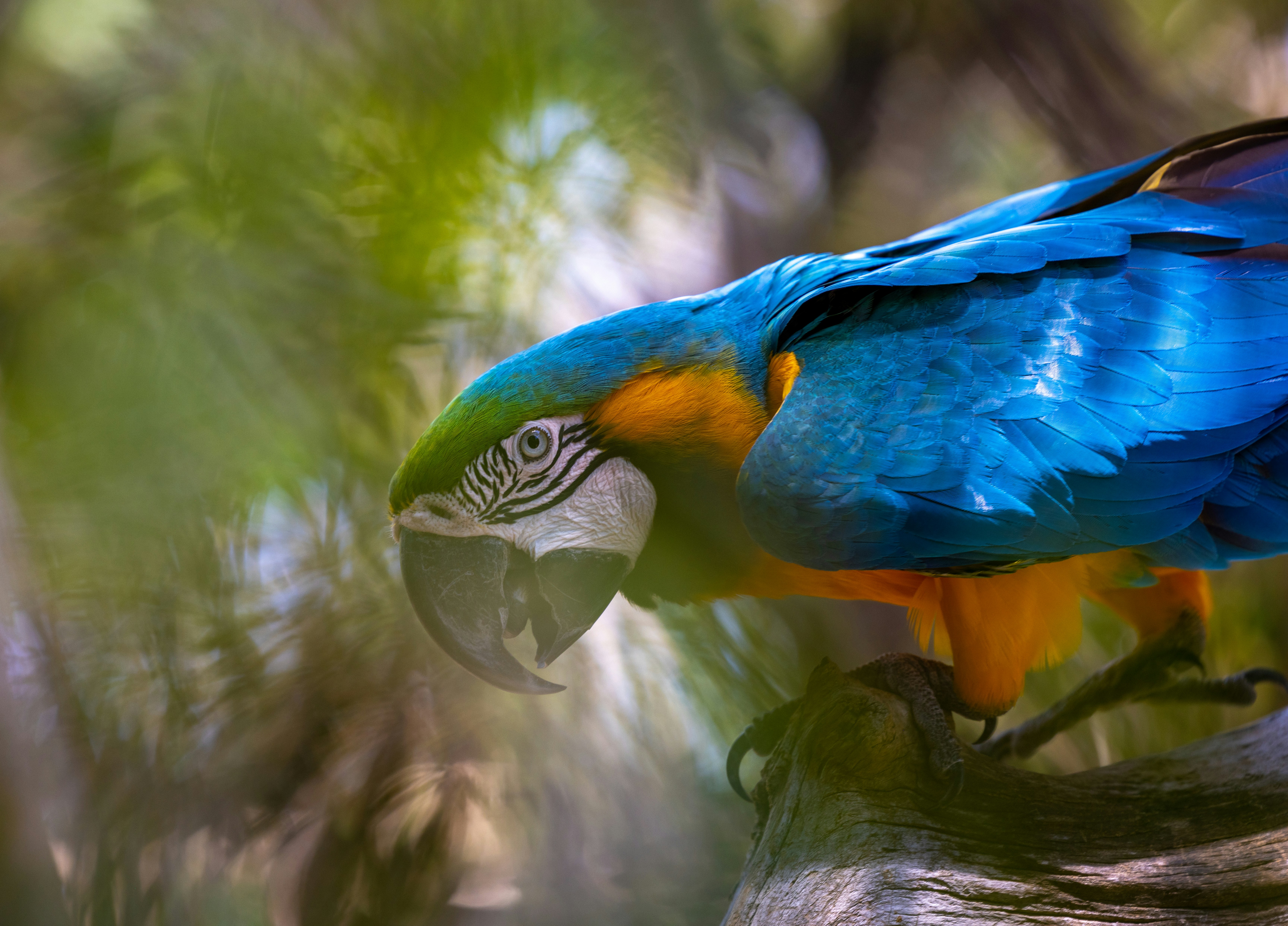 A blue and yellow macaw perches in a tree. photo – Free Bird Image on ...