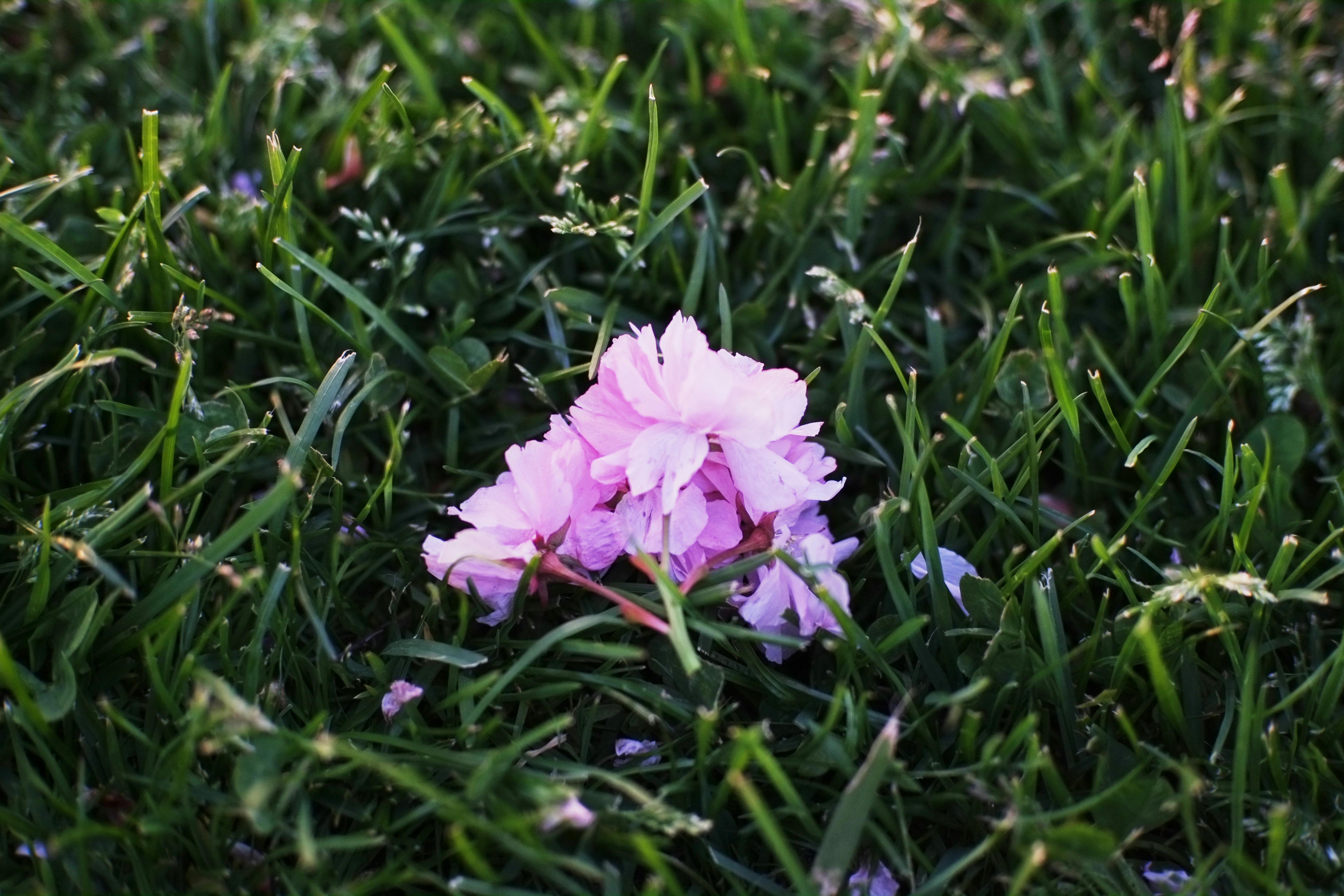 Whispers of Spring: A Fallen Blossom's Solitude