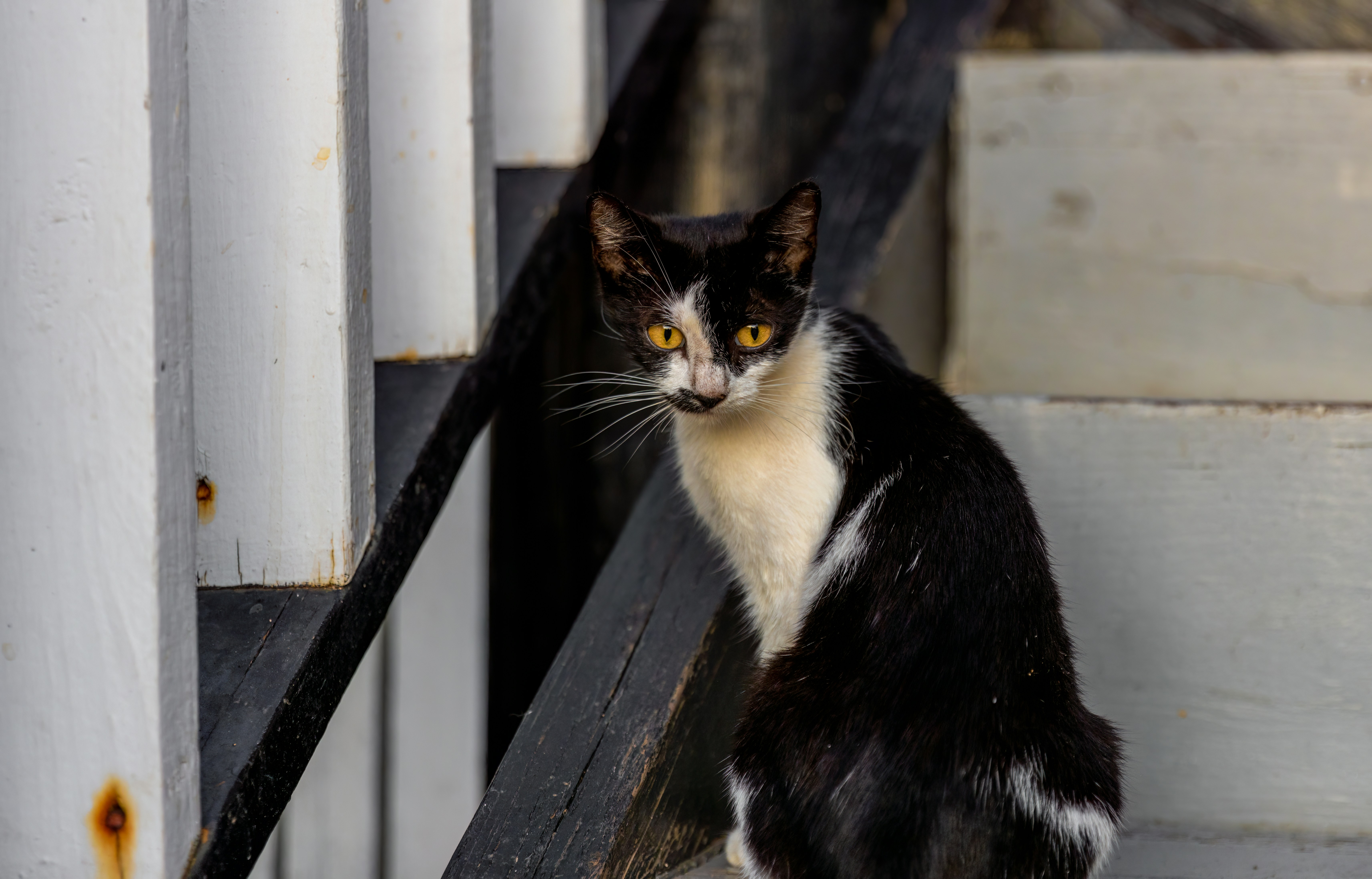 Amber-eyed Cat on Weathered Stair Rails