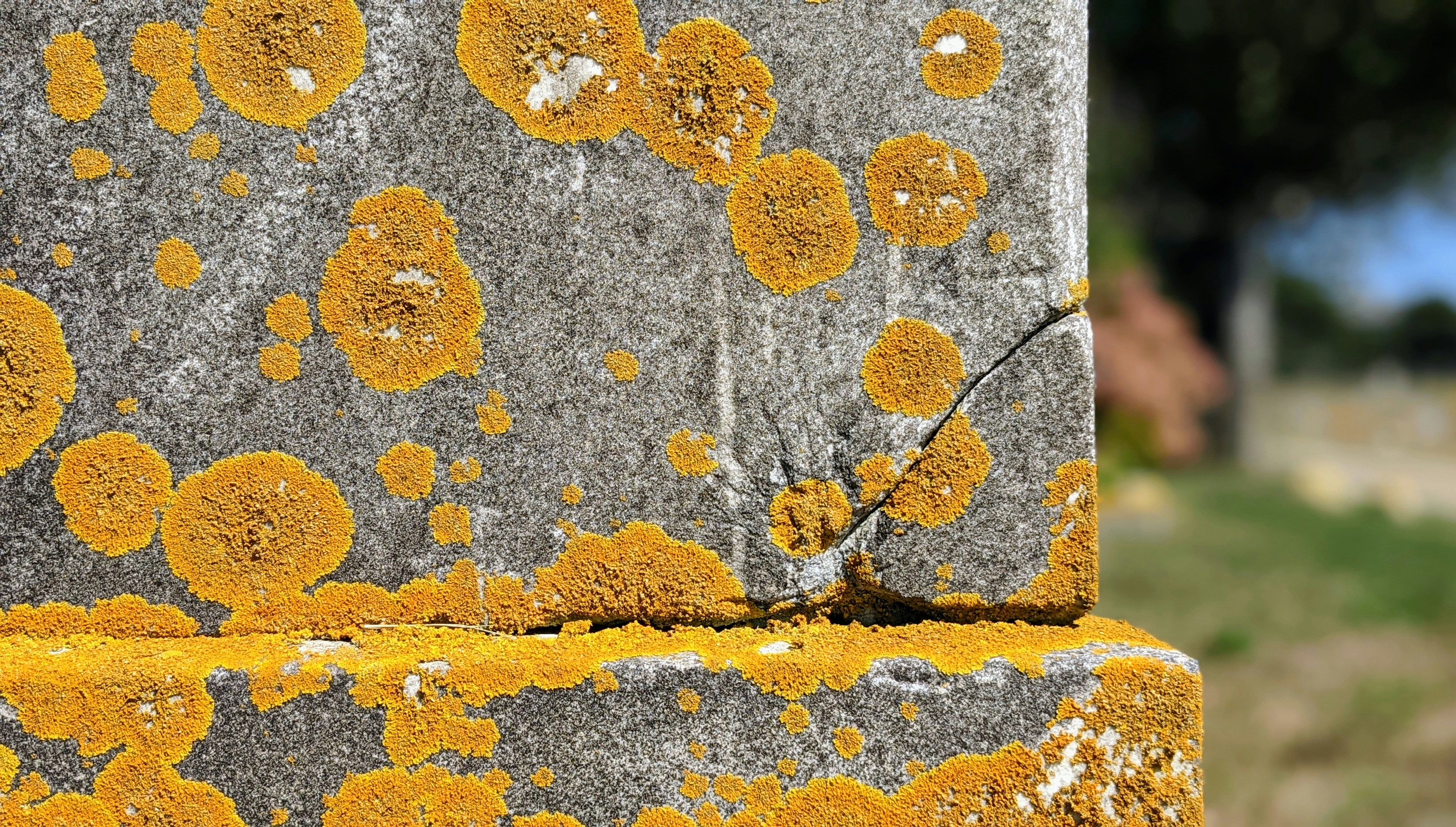 Sun-Kissed Lichen on a Weathered Stone Corner