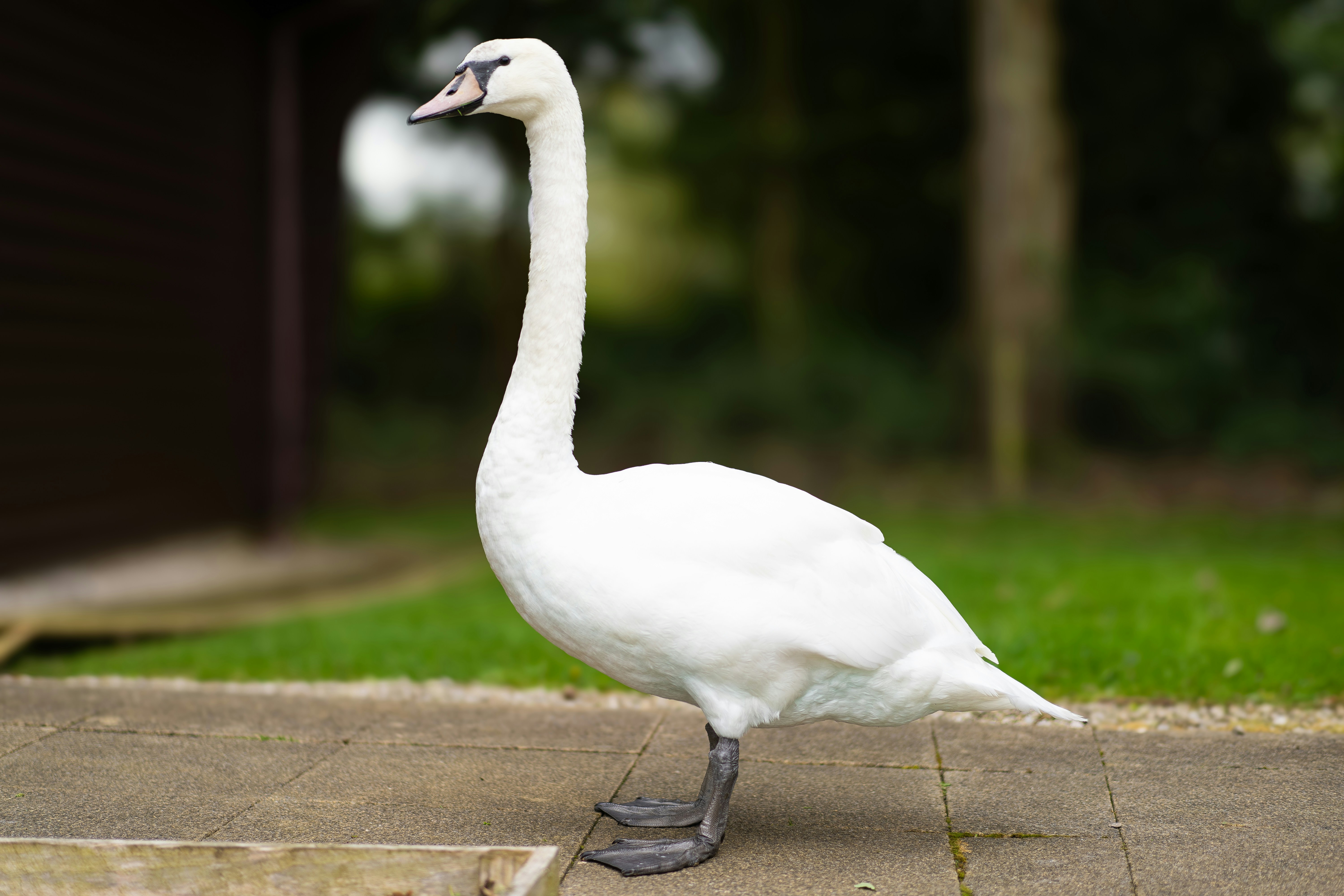 White Stance: A solitary swan in sharp focus on a sunlit path