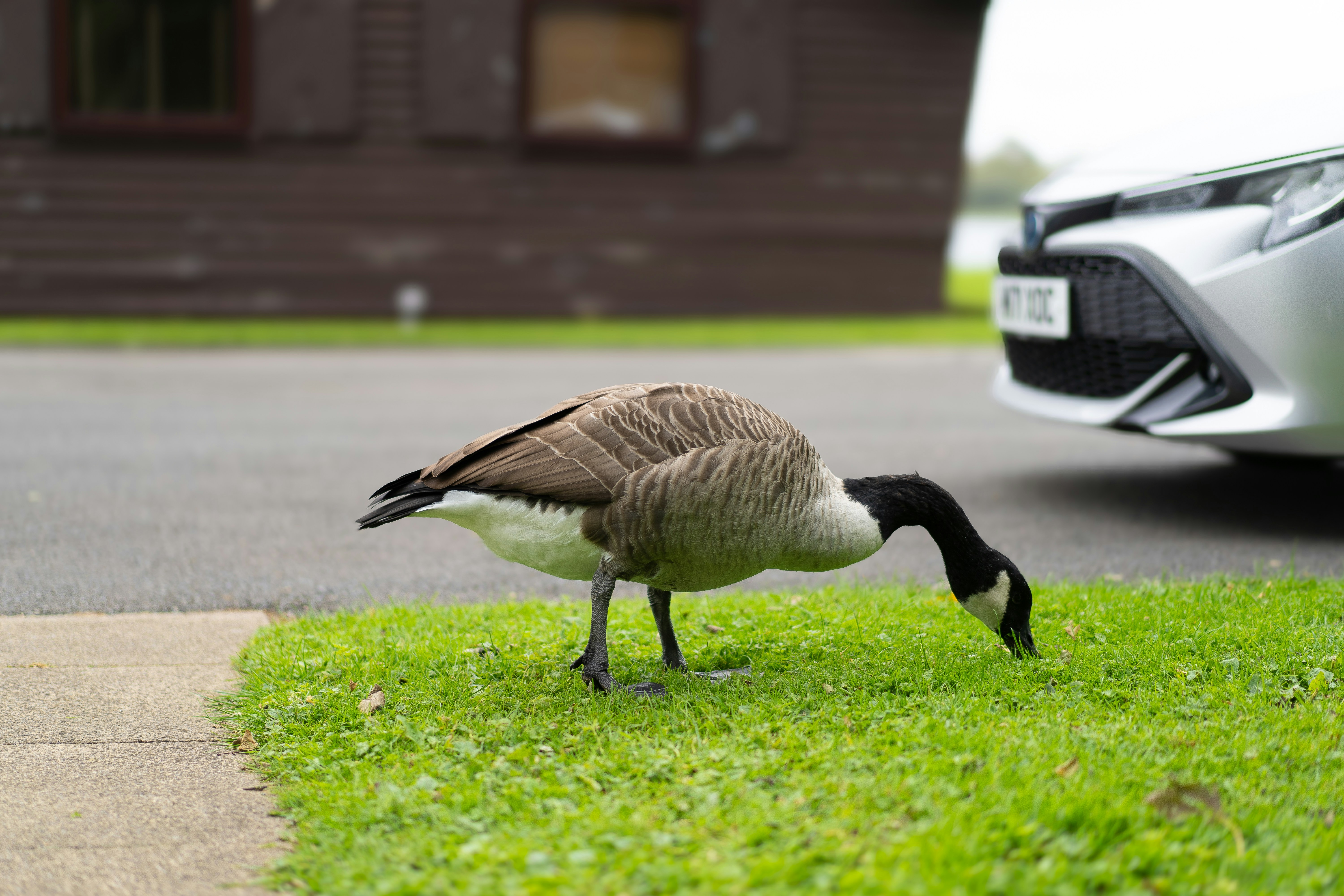 Suburban Forager: A Canada Goose at the Lawn's Edge