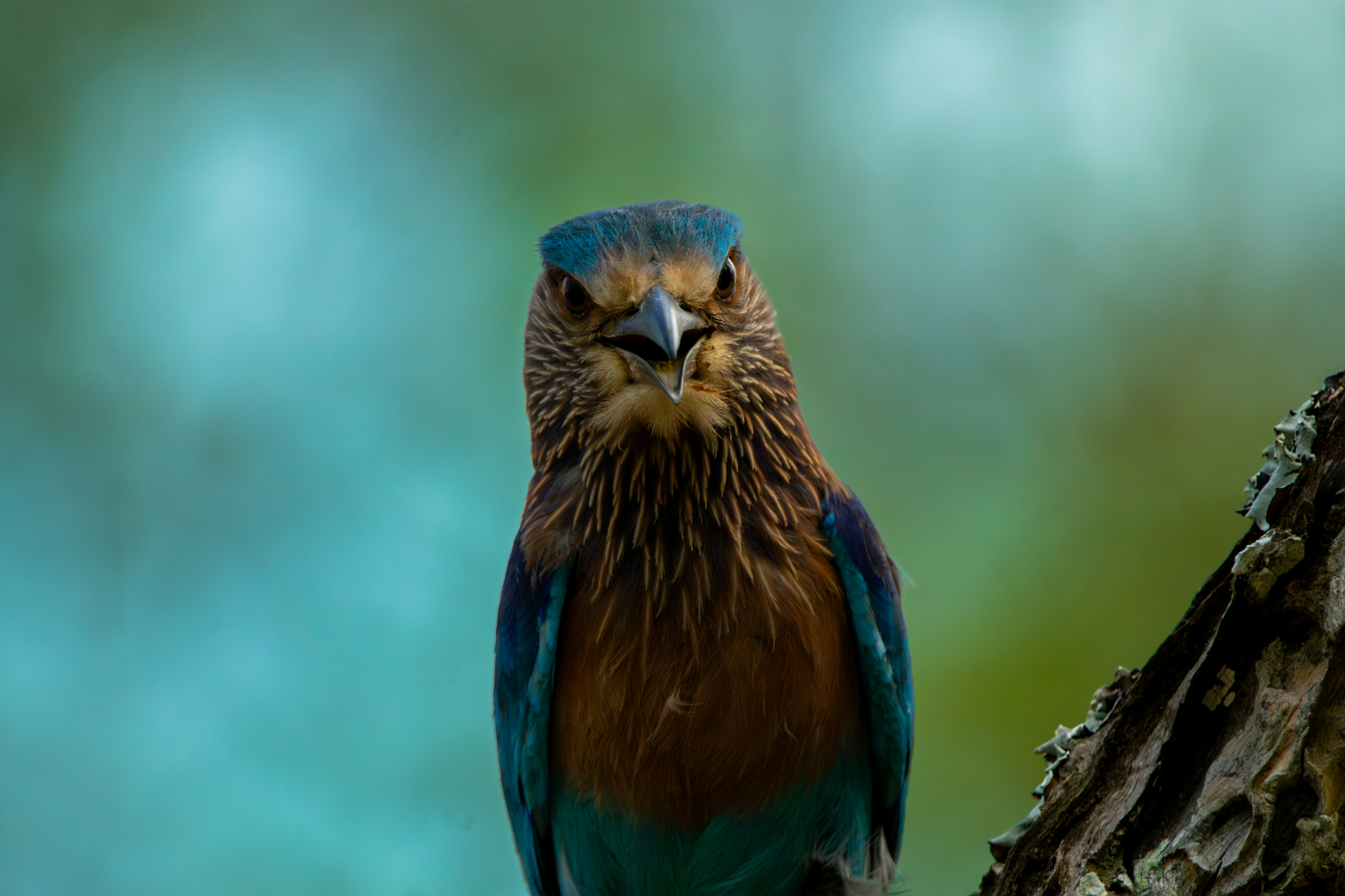 Direct Gaze of a Forest Kingfisher on a Mossy Perch
