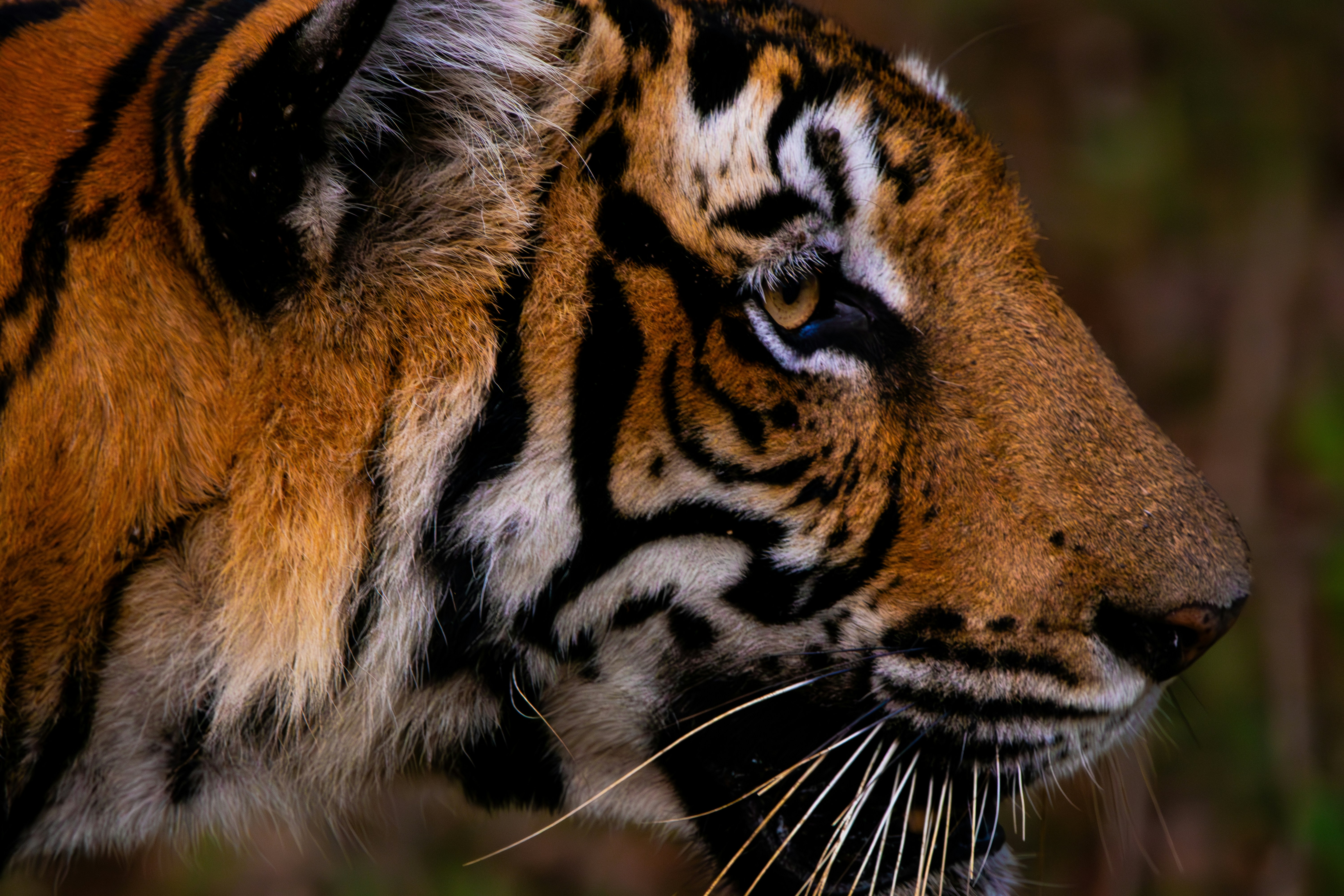A close-up profile of a majestic tiger. photo – Free Lion Image on Unsplash
