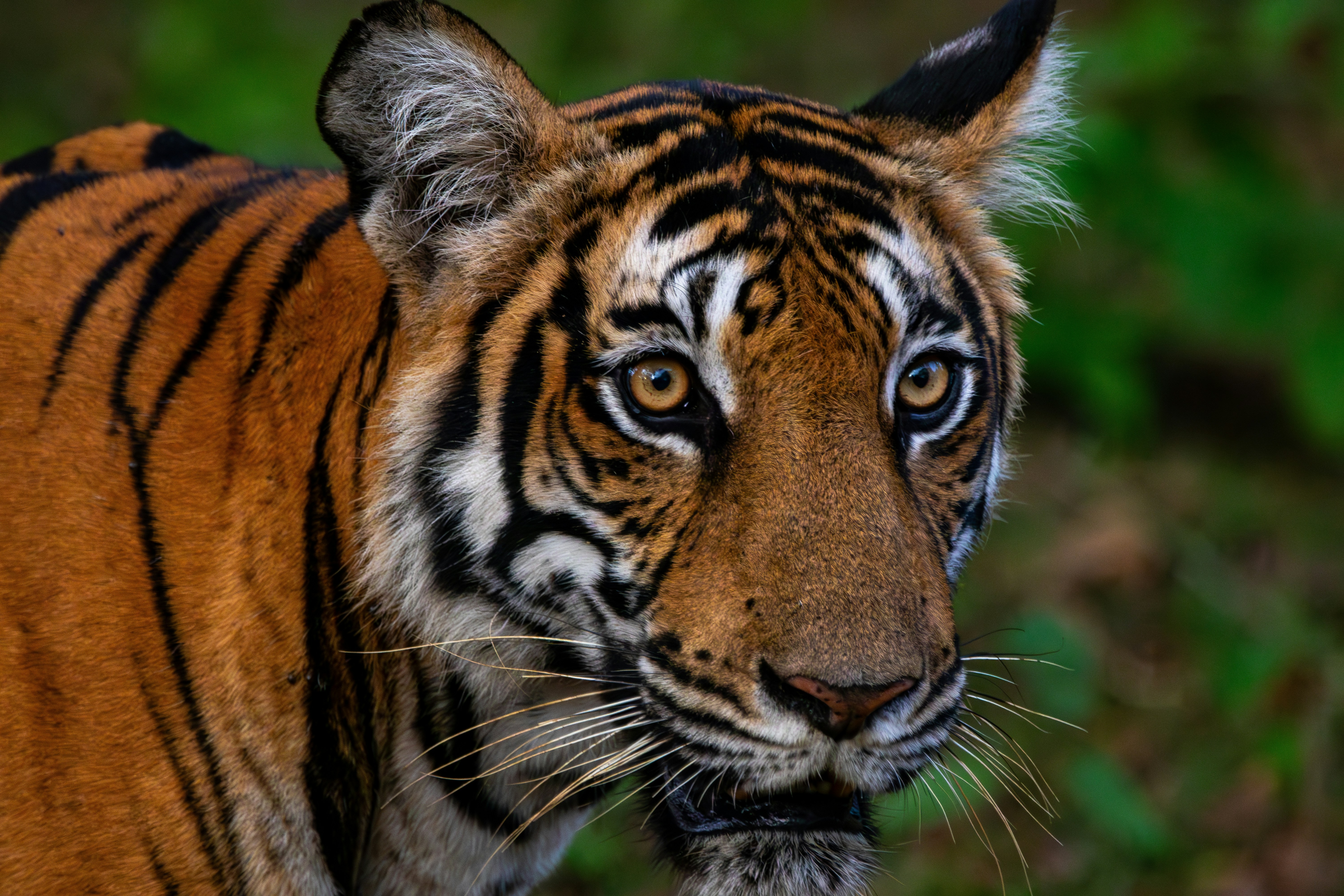 A close-up of a tiger looking forward. photo – Free Animal Image on ...