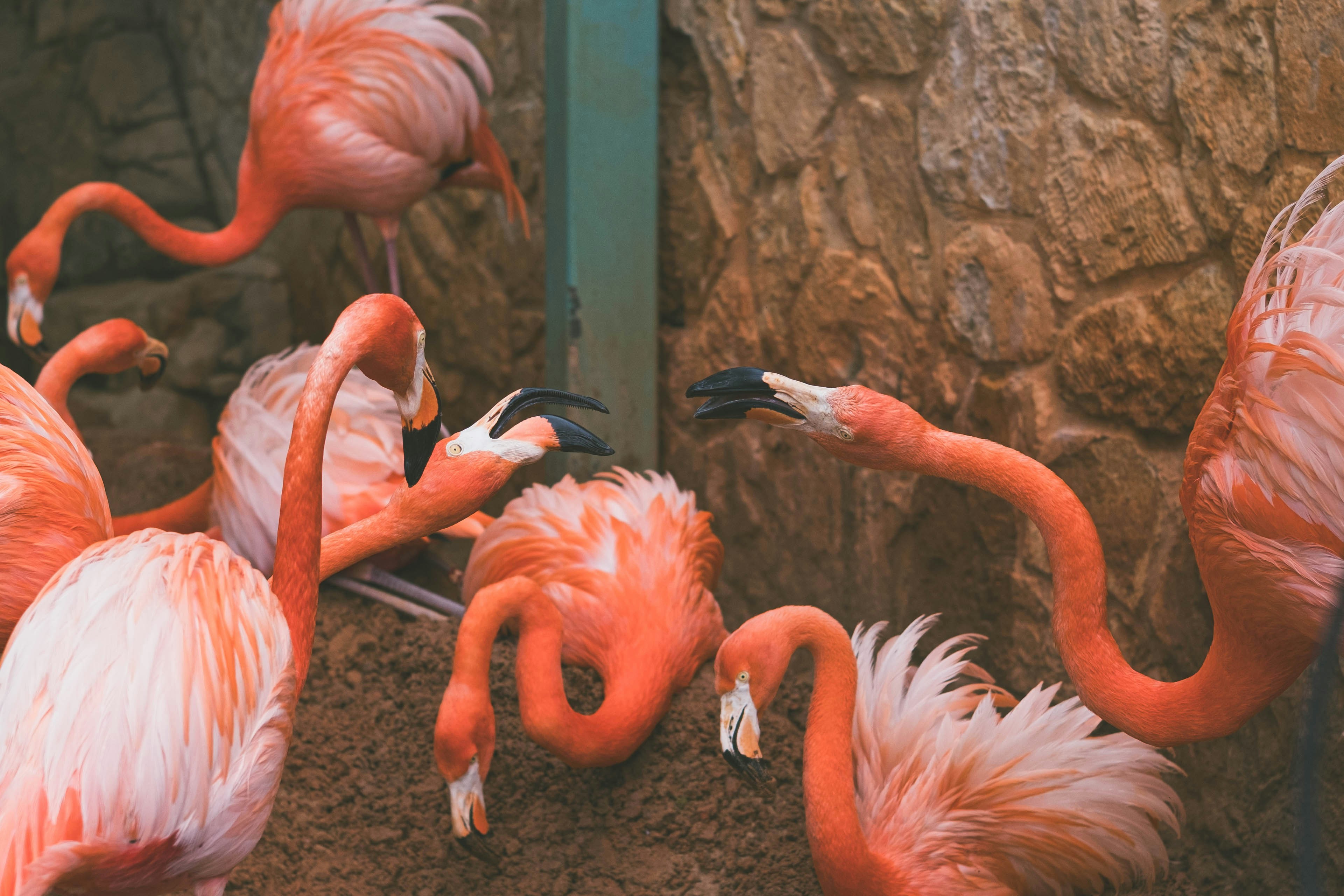 Confluence of Curves: Flamingos at the Stone-Walled Enclosure