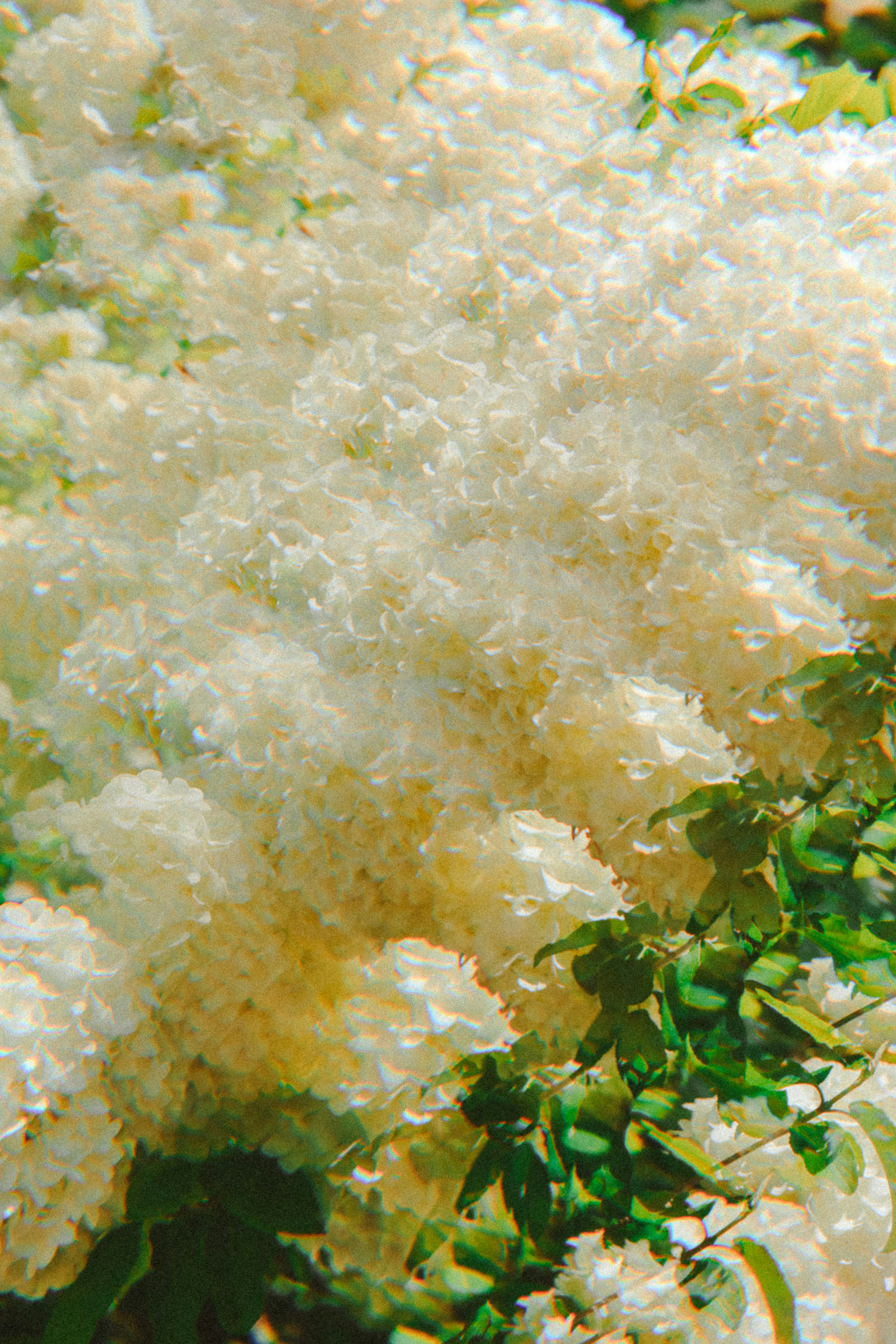 Lush white flowers bloom among vibrant green leaves.