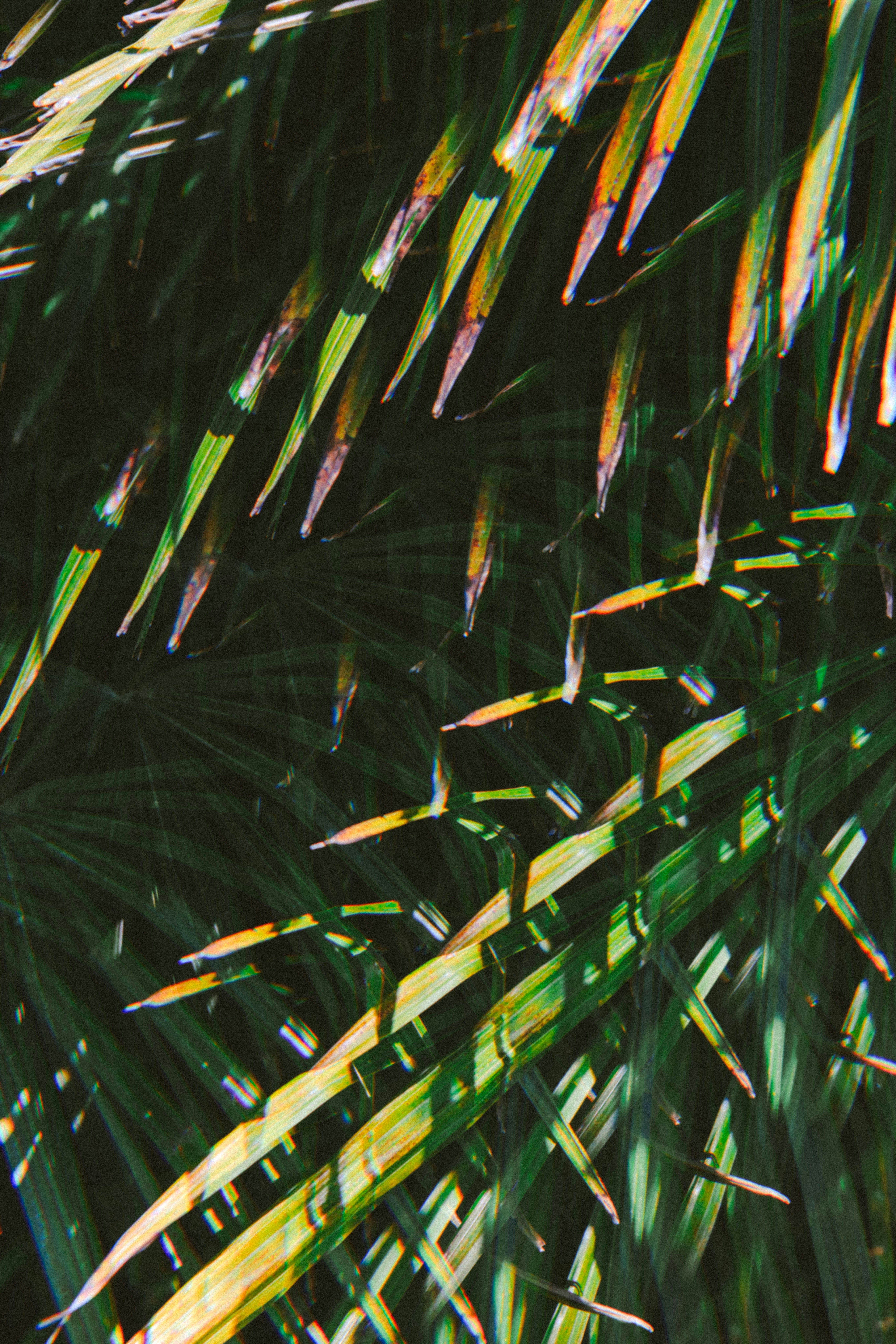 Palm fronds are displayed close-up in the image. photo – Free Texture ...
