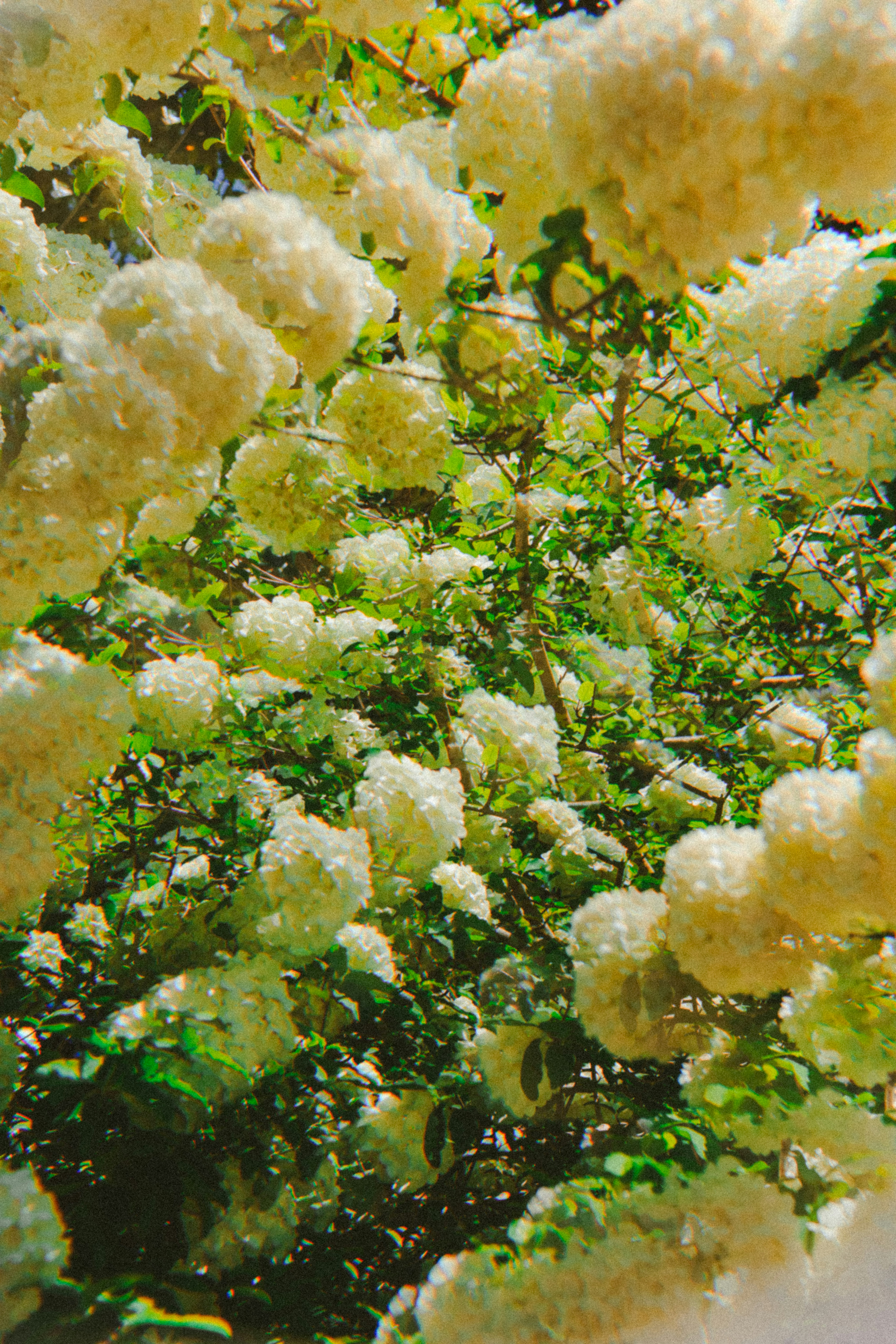 Sunlit White Hydrangea Cascade in Full Bloom