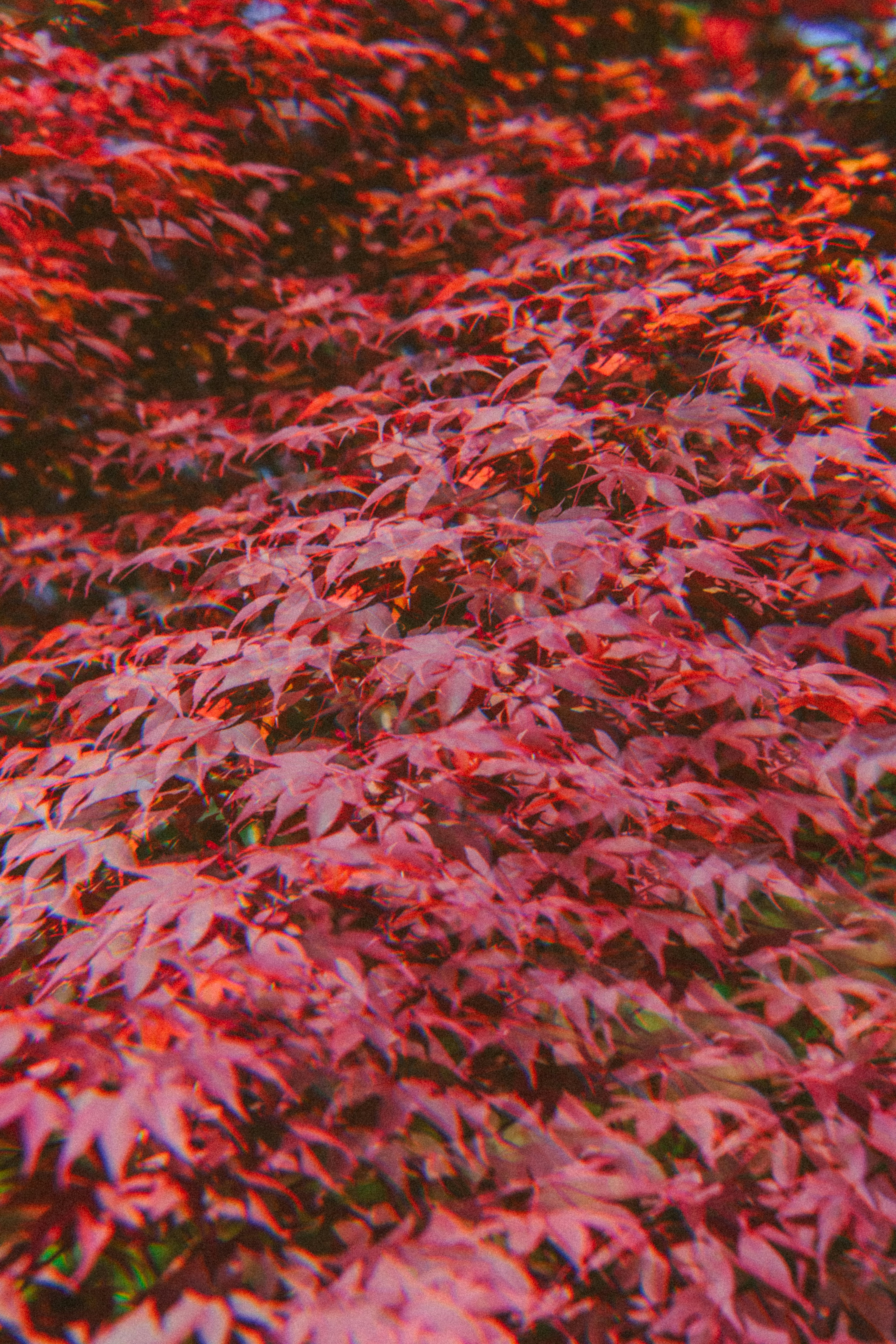 Crimson Canopy: Nature's Autumnal Tapestry
