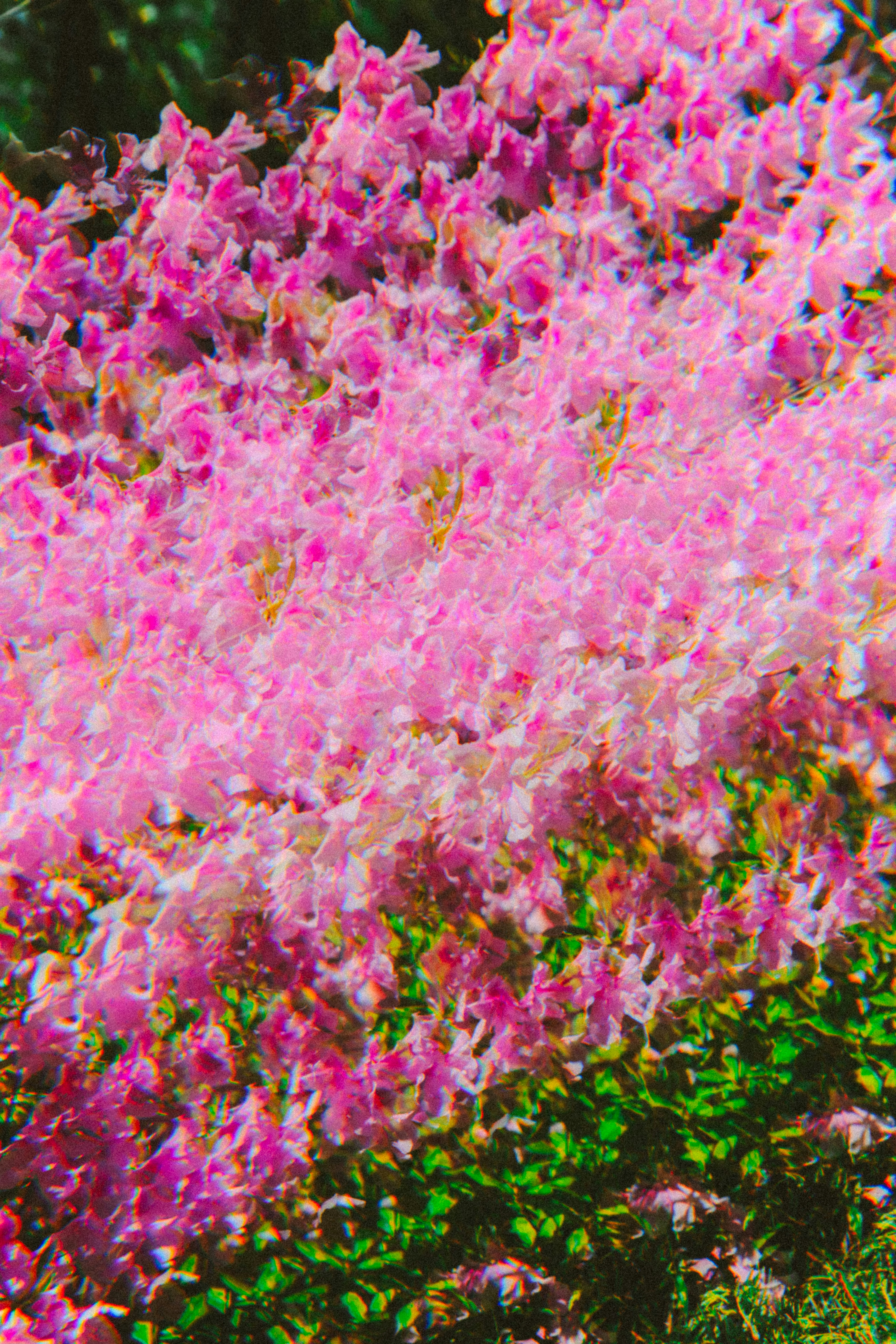 Photo by Brandon Griggs with Canon EOS R5 Mark II