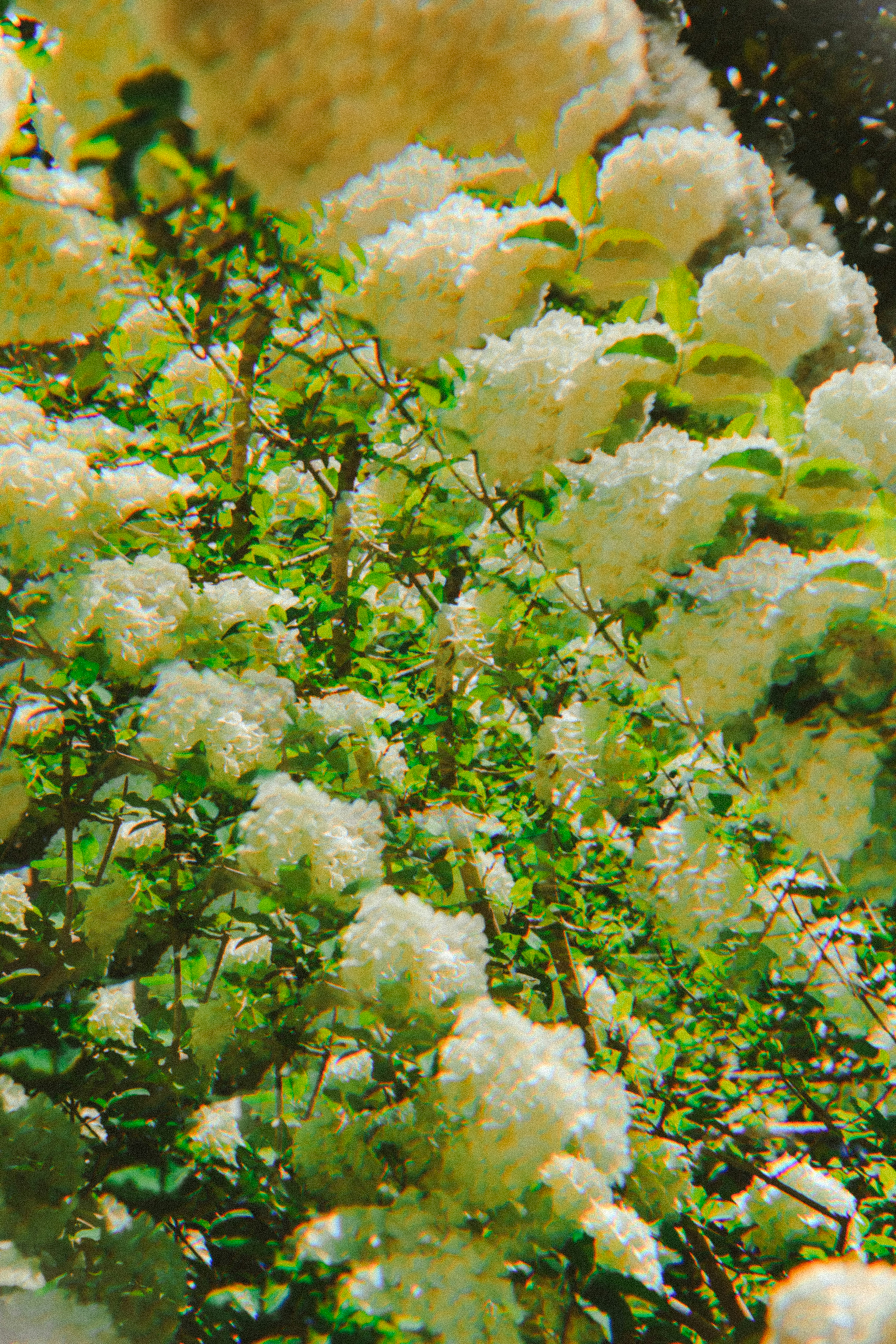 Close-up of white hydrangea blossoms amid vibrant green leaves, captured in daylight.