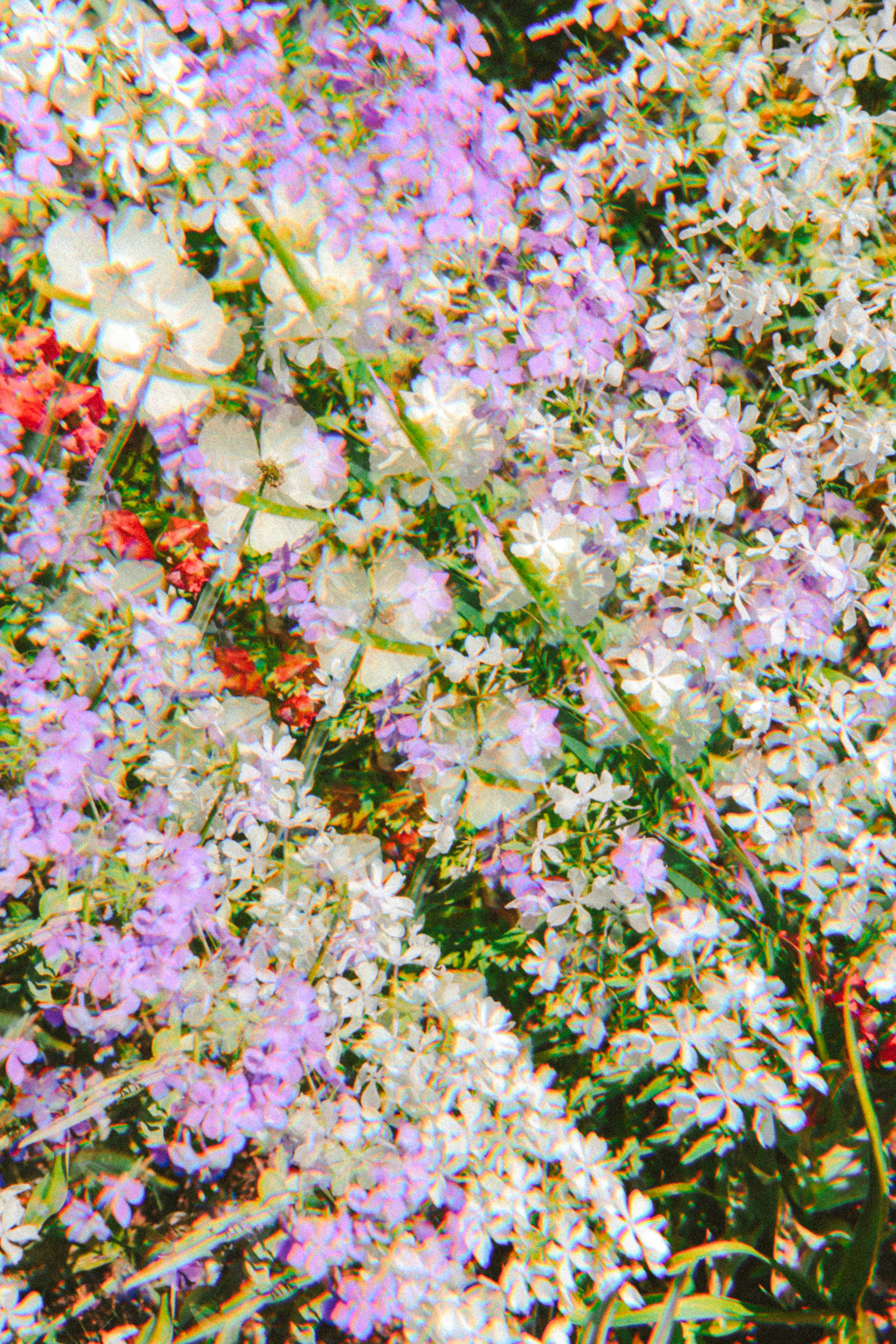 Petal Mosaic: A Quiet Sea of Tiny Purple and White Blooms
