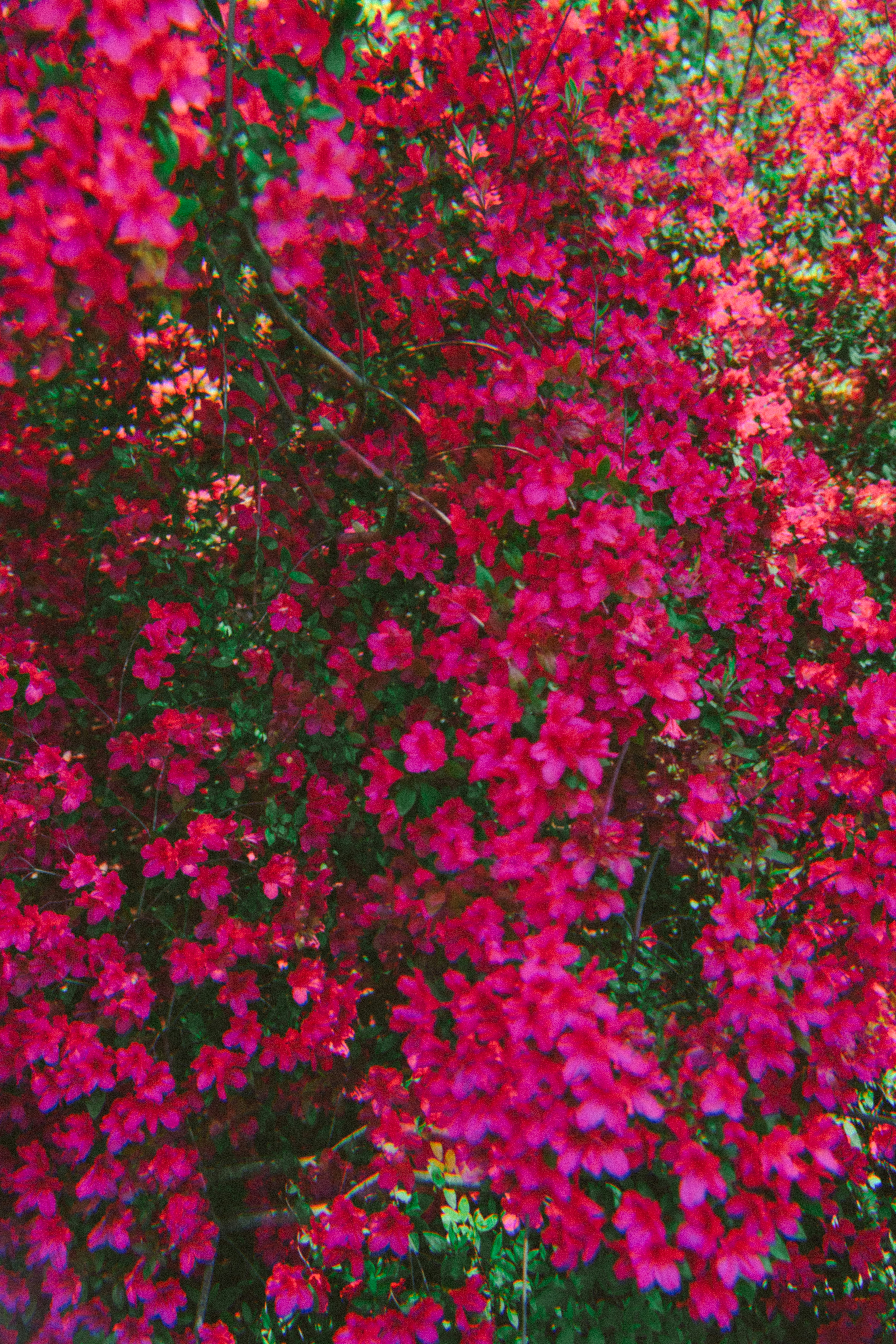 Crimson Azalea Curtain: A Living Wall of Spring-Pink Blooms