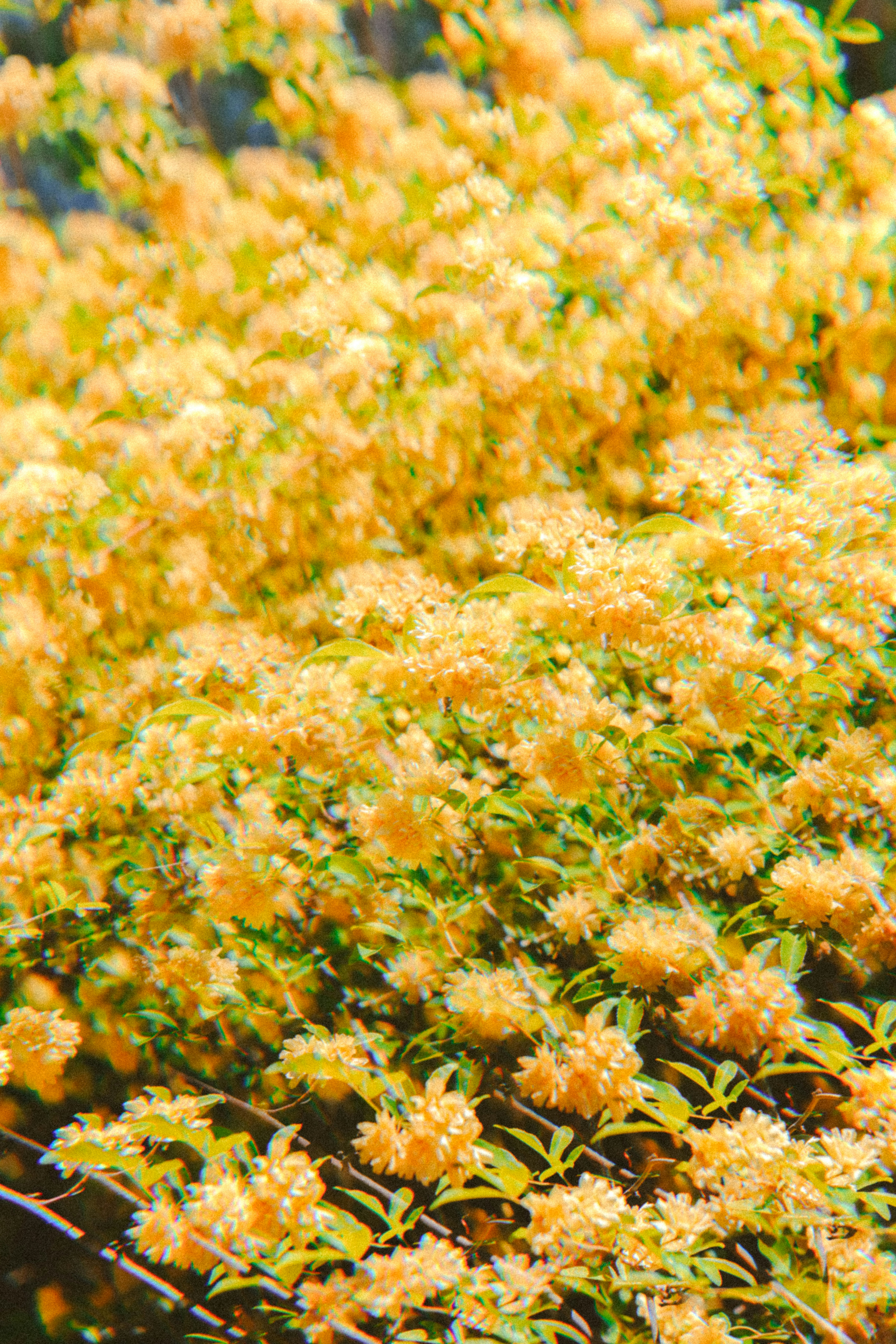 Amber Cascade: Sunlit Blooms Tracing a Green Lattice