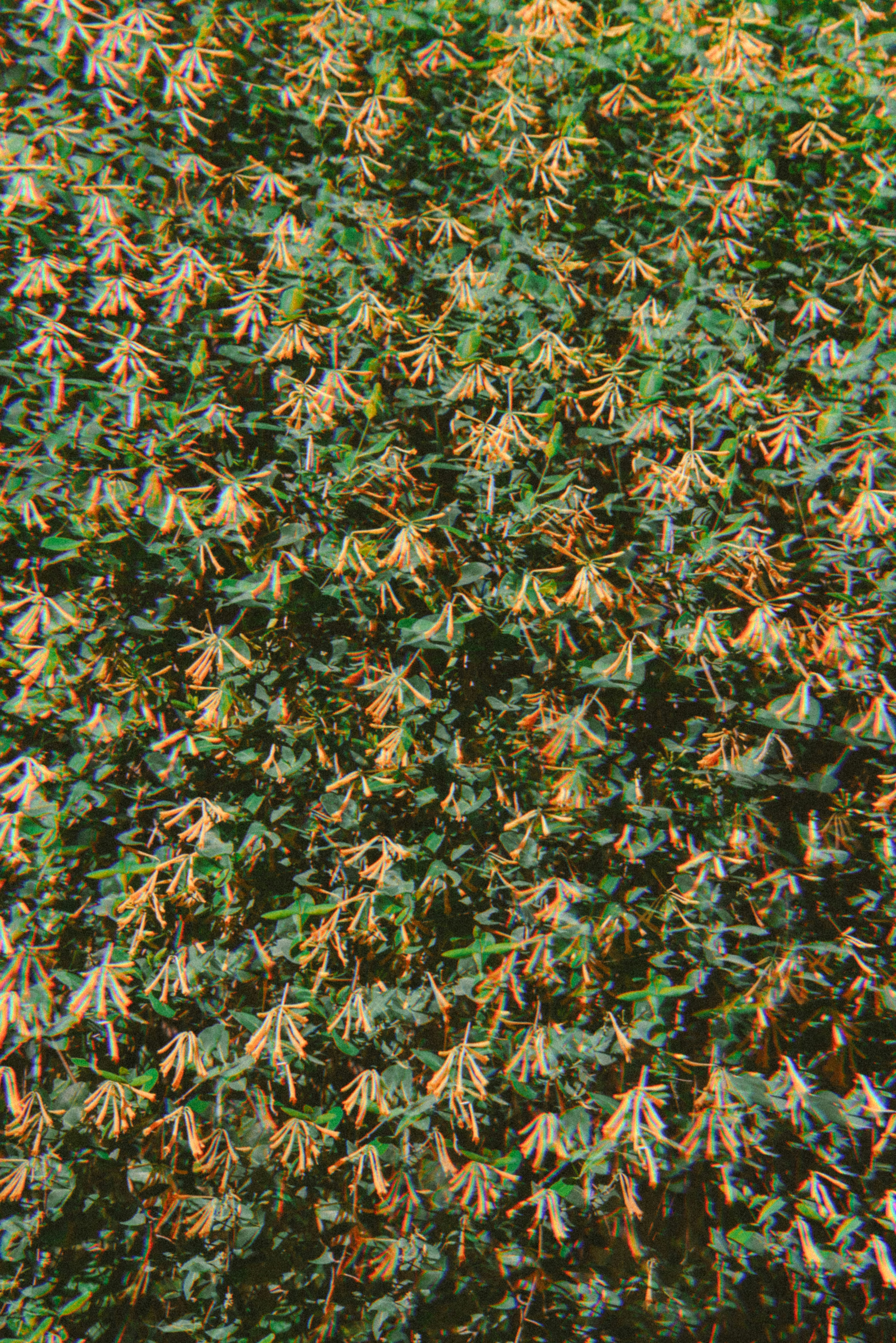 Star-Clustered Hedge: Orange Seed Heads on Green Foliage
