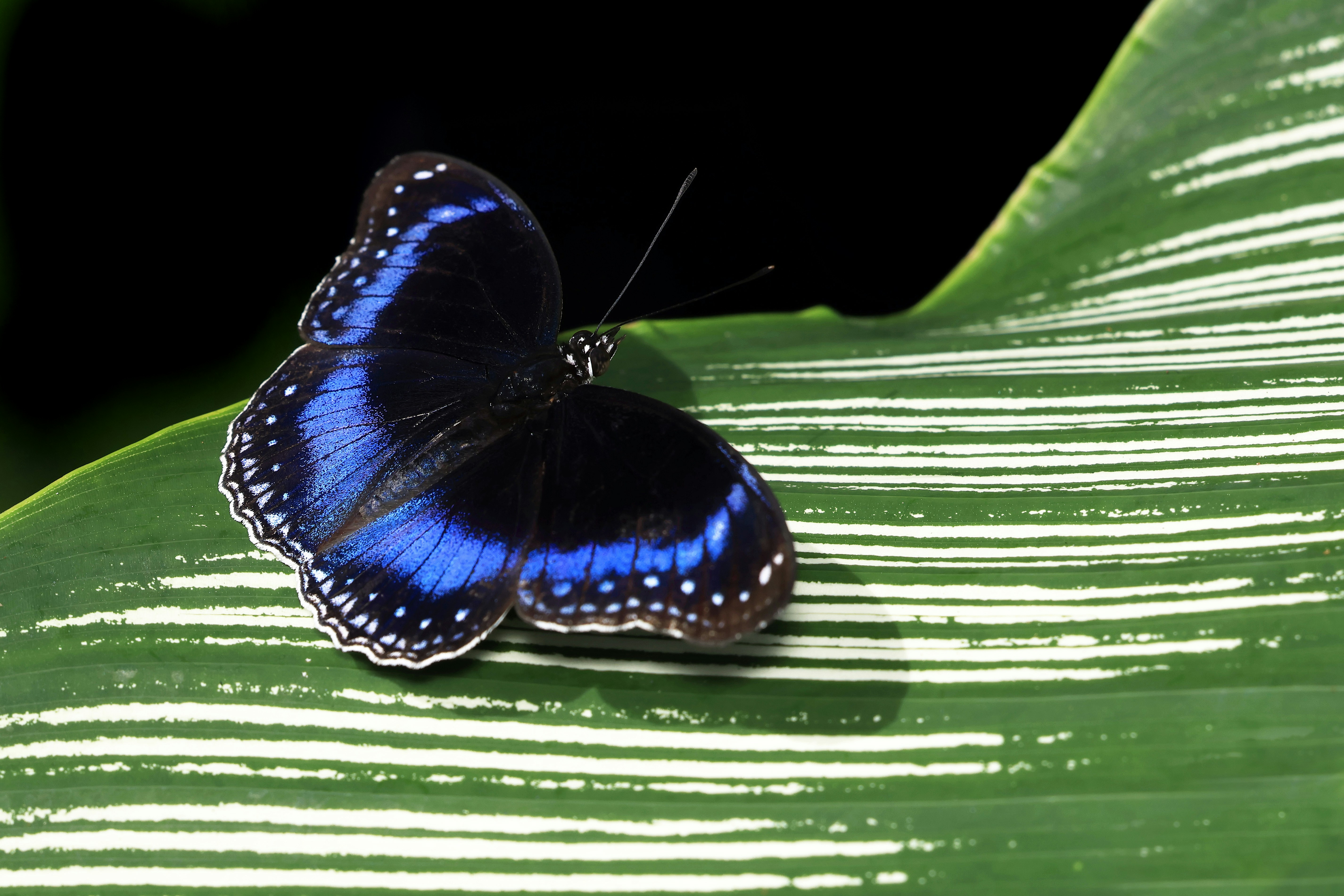 A vibrant blue butterfly resting on a green leaf, showcasing intricate patterns against a dark backdrop.