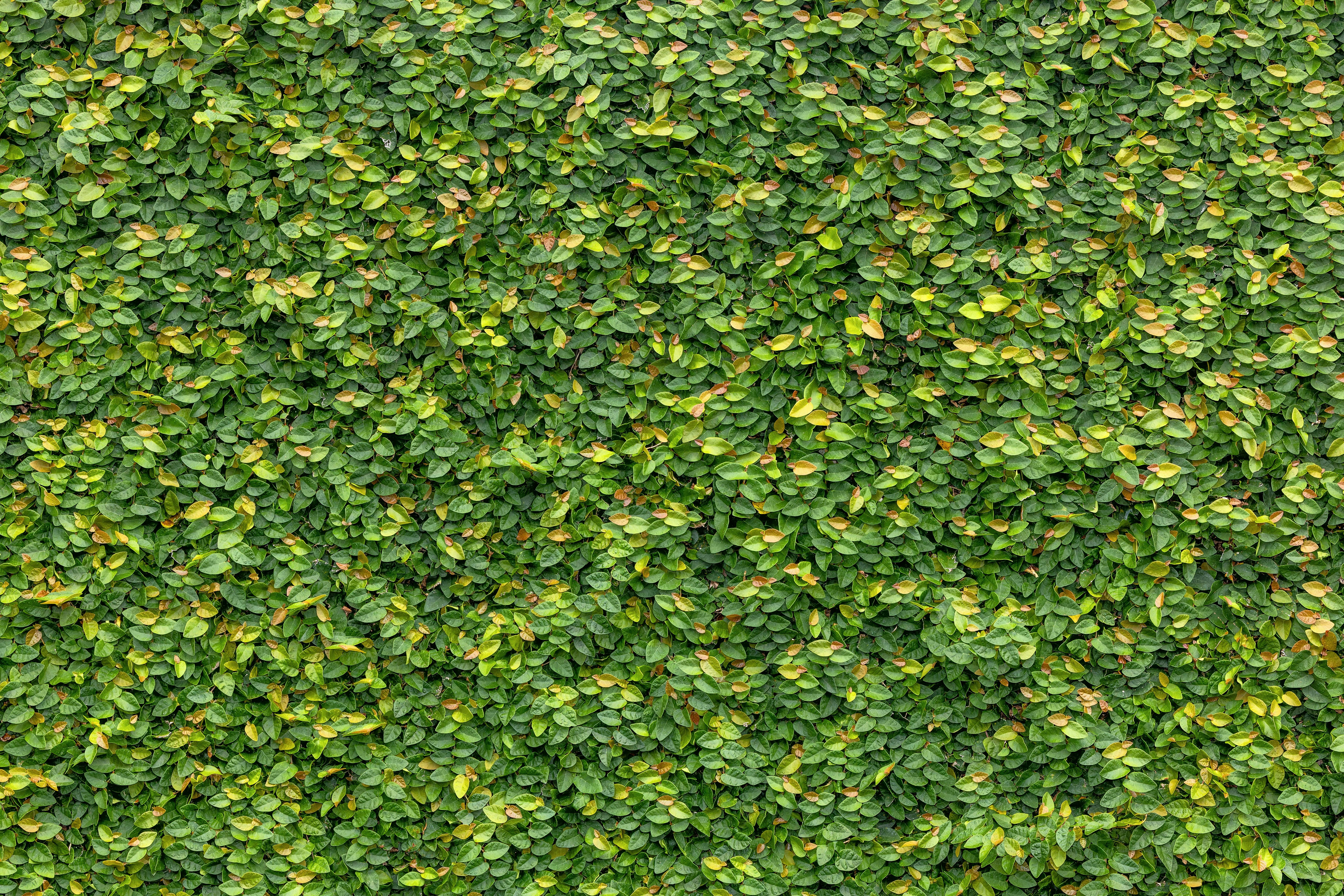 Dense wall of vibrant green leaves showcasing various shades and textures. Perfect for backgrounds or natural design elements.