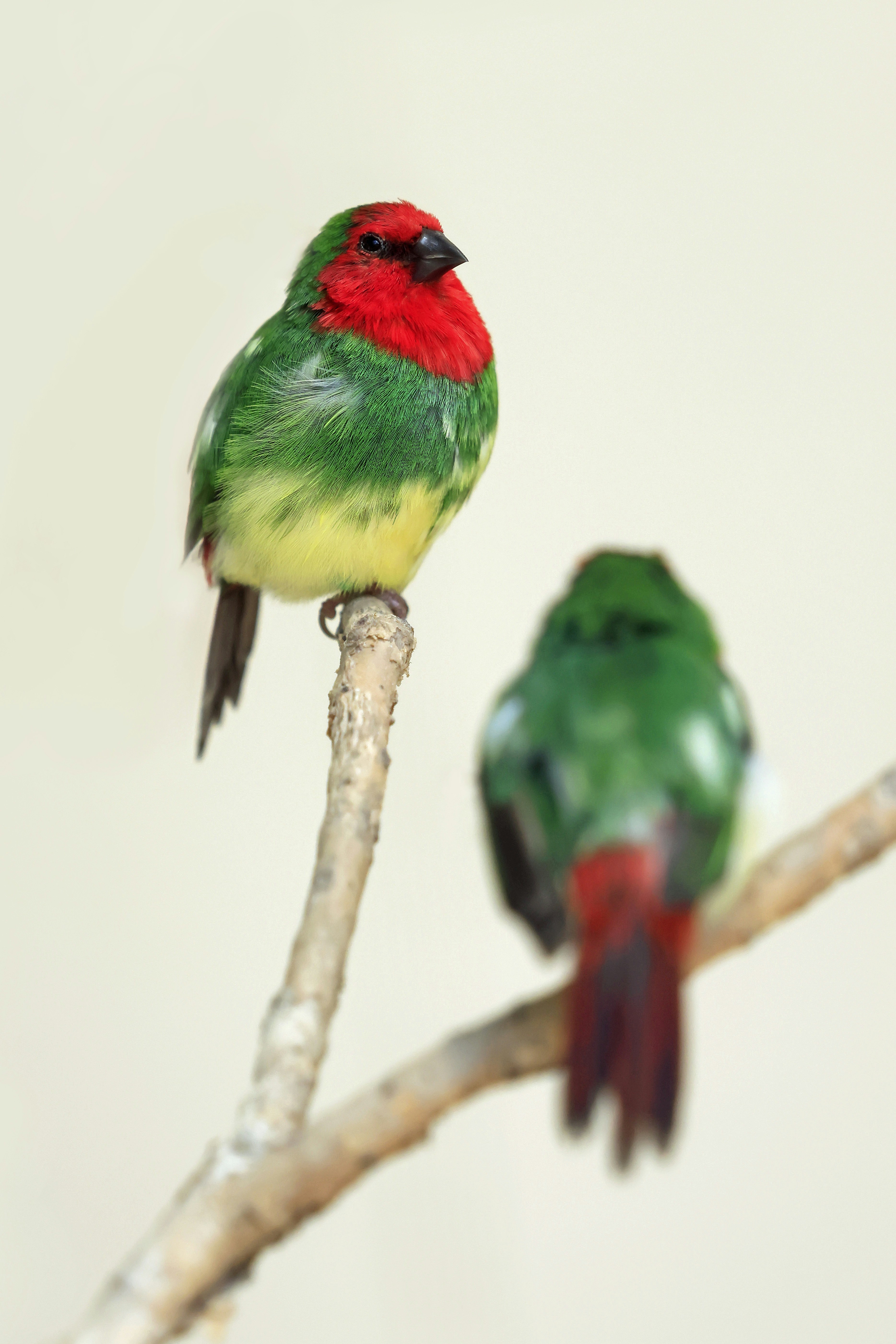 Red-faced Finches in the Birdworld Kuranda aviary in Australia.