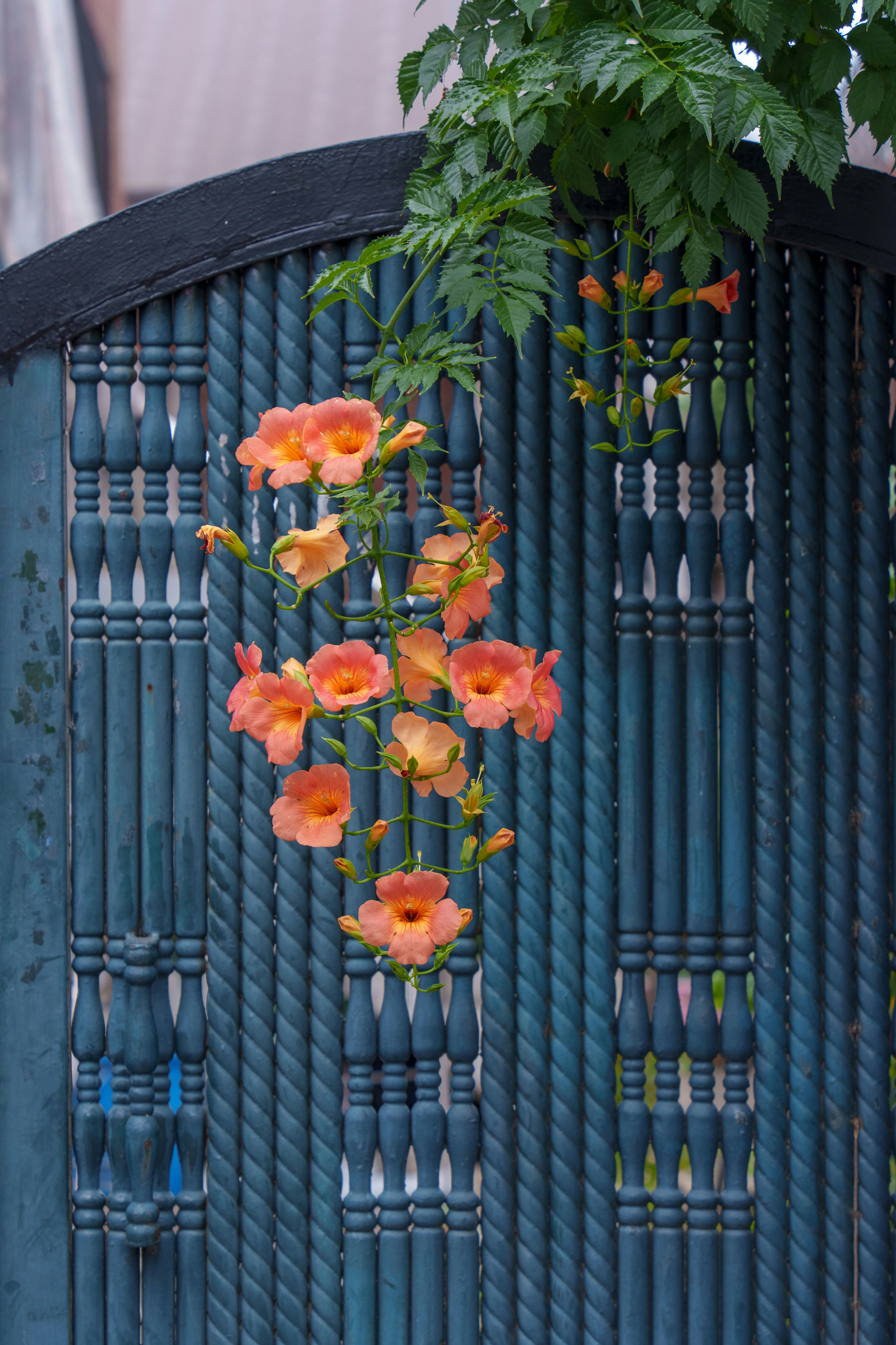Orange Trumpets Climbing a Wrought-Blue Gate