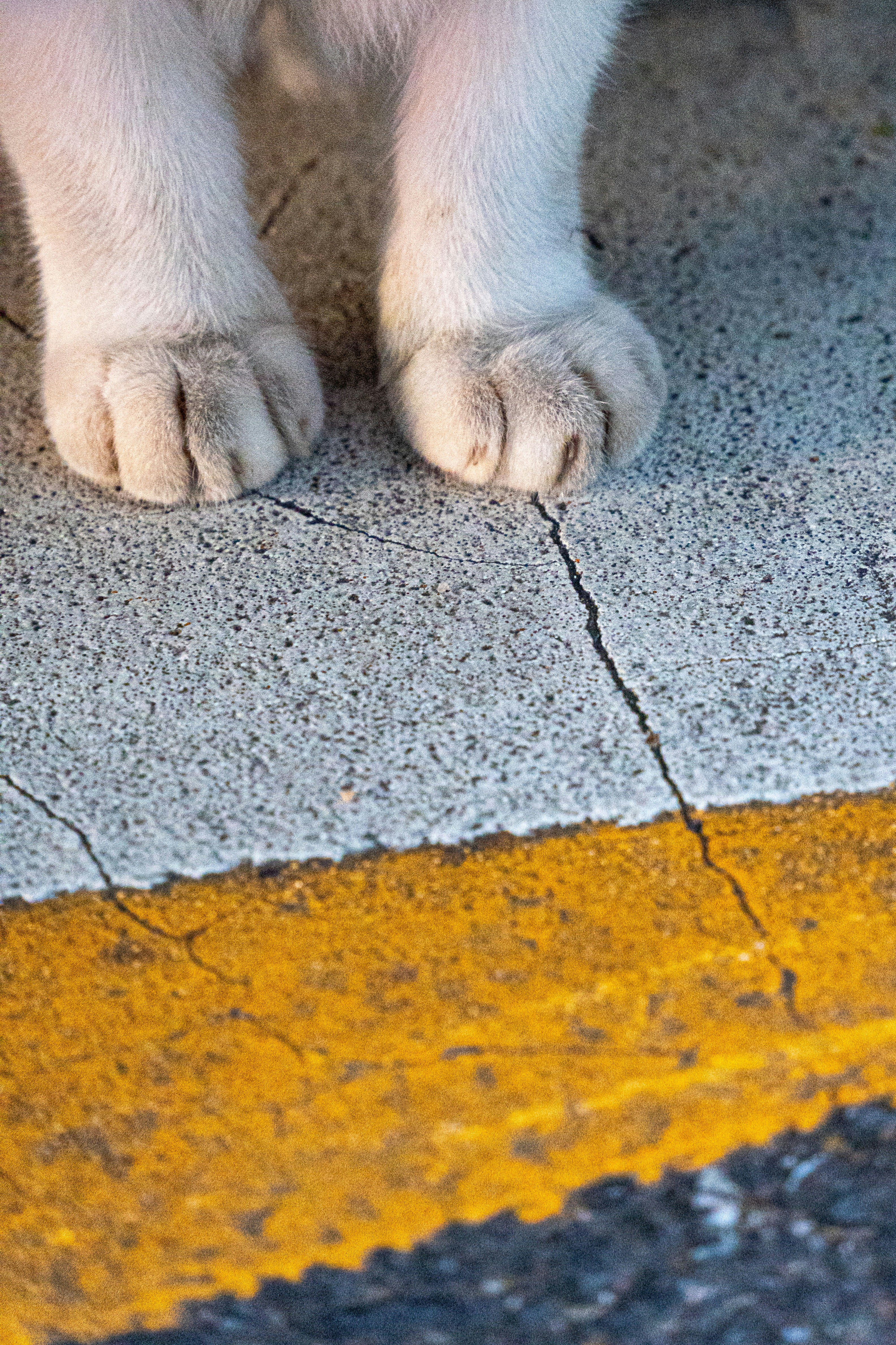 Paws on the Edge: A Moment of Stillness