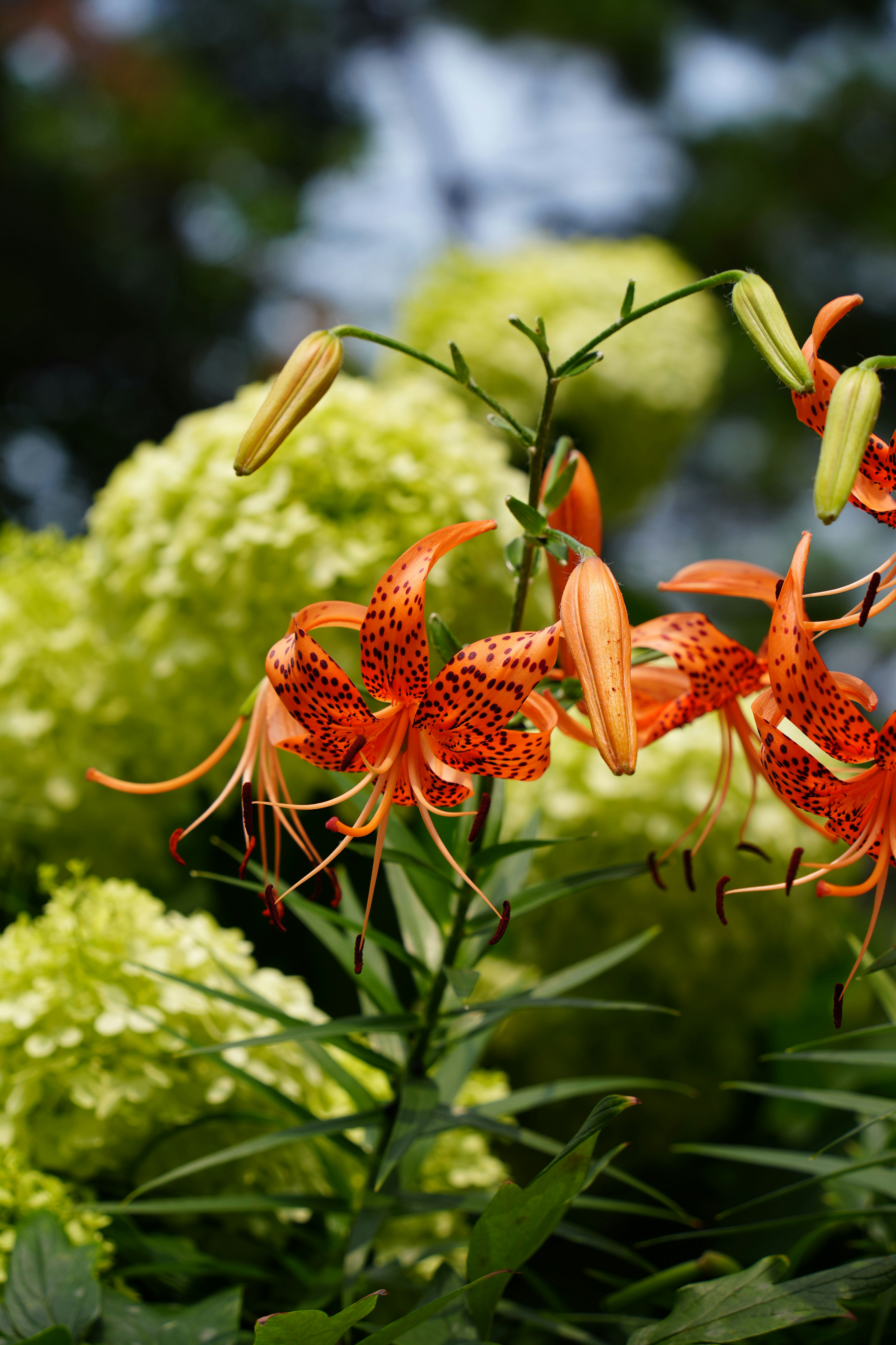 Orange Tiger Lilies in Focus Against Soft Green Backdrop