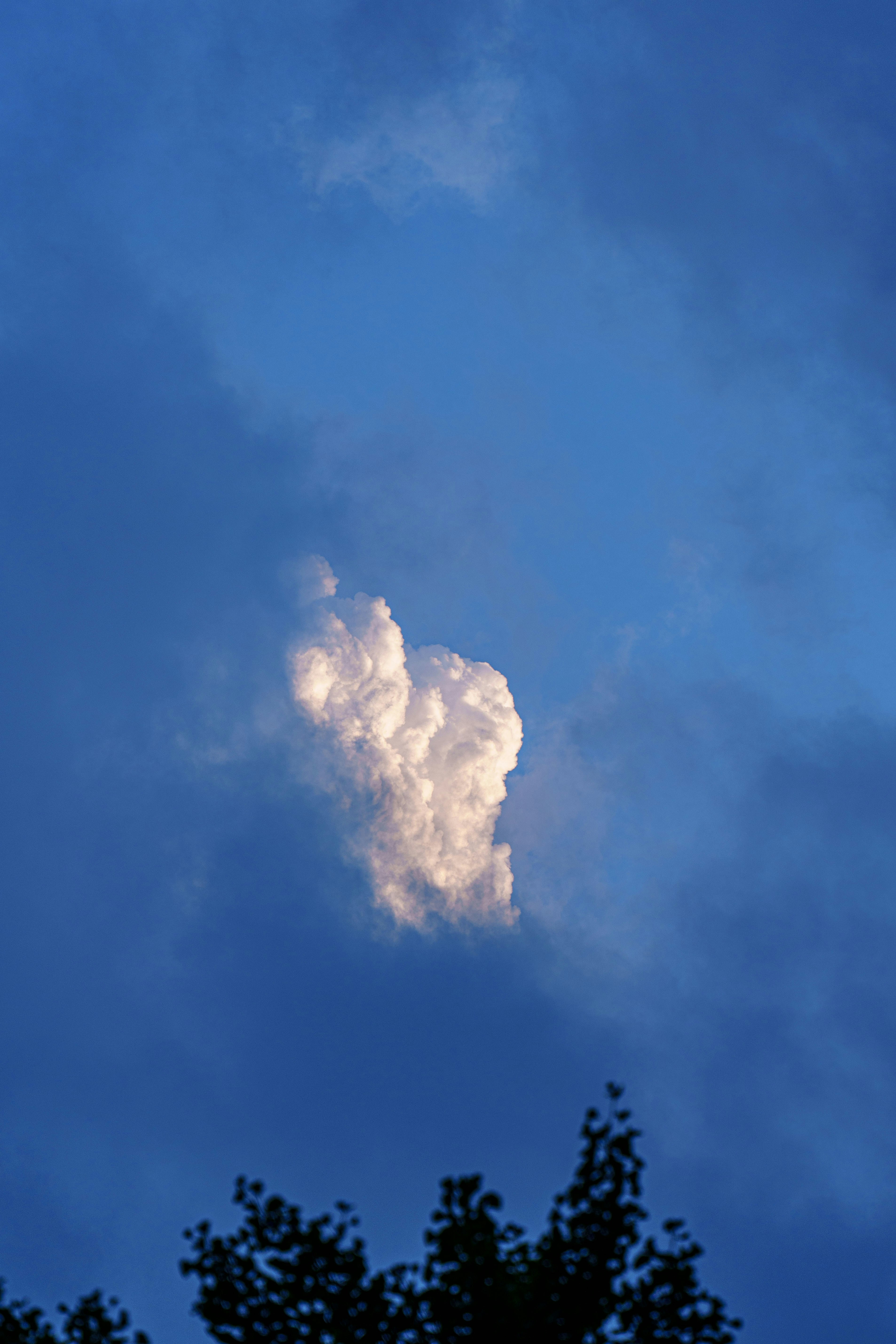 Cumulus Crown in a Quiet Blue: Cloud Above the Treeline