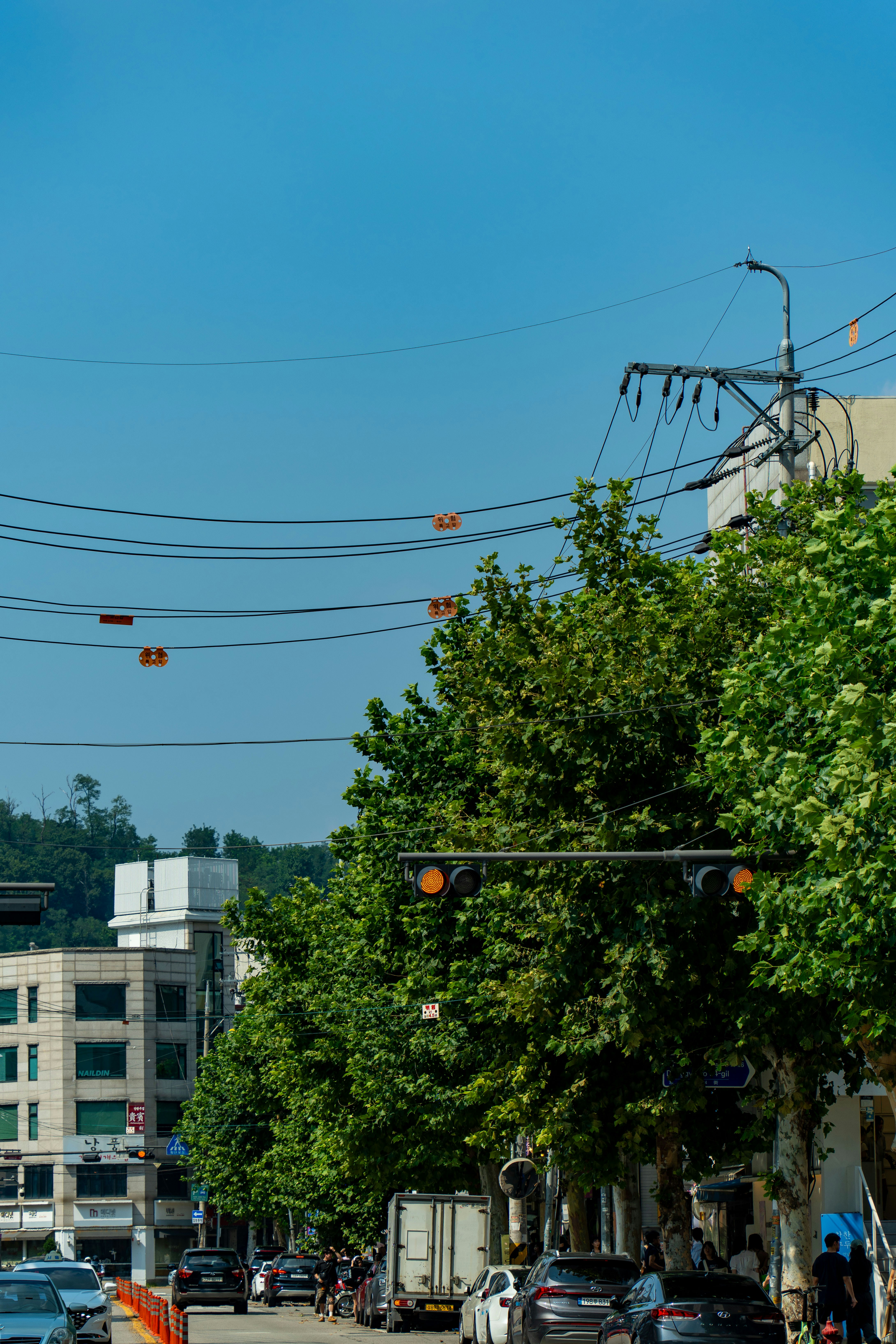 Urban Canopy: A Glimpse of City Life