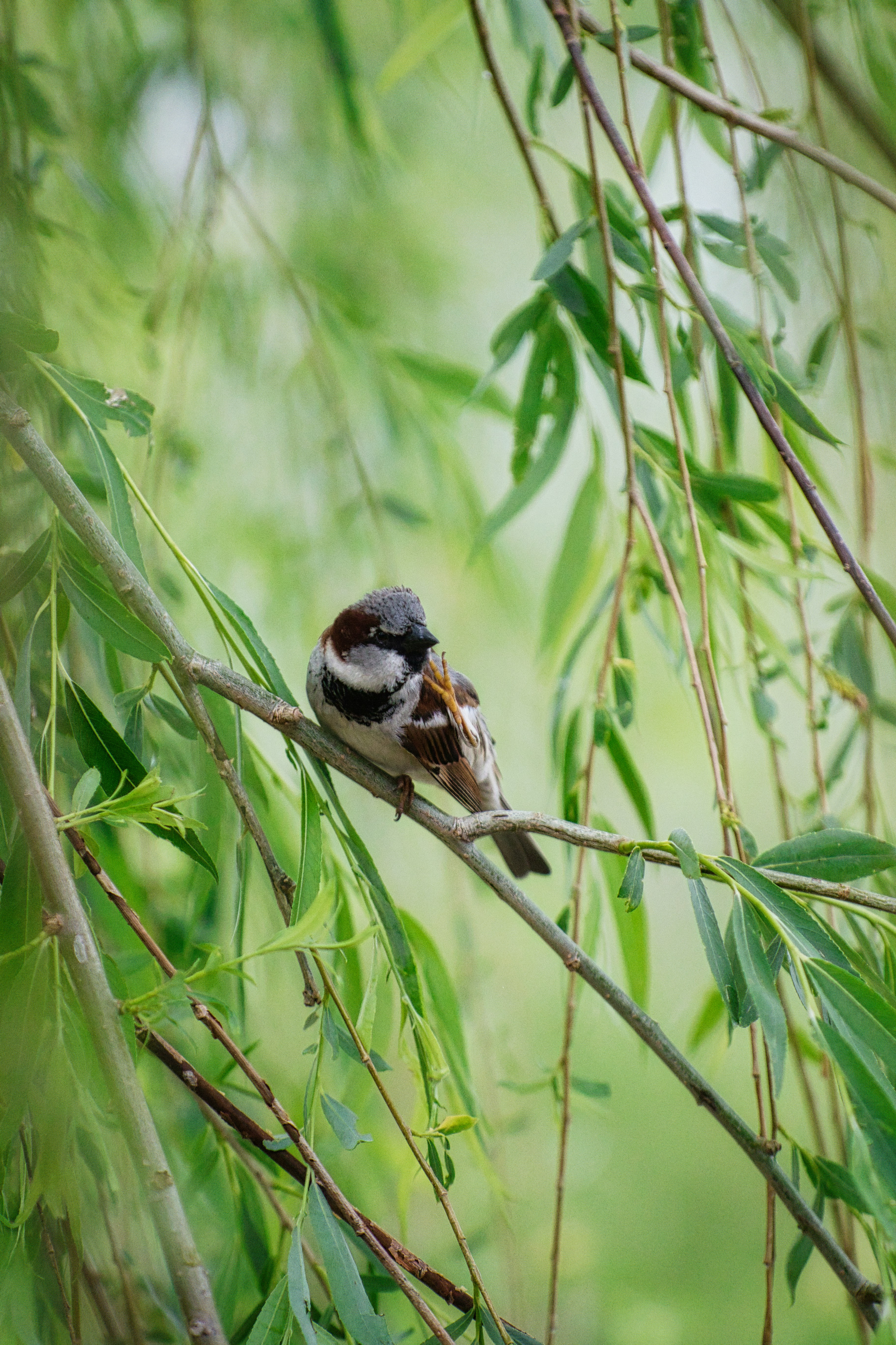 Branch The Whispering Perch: A Small Bird Amid Green Veils