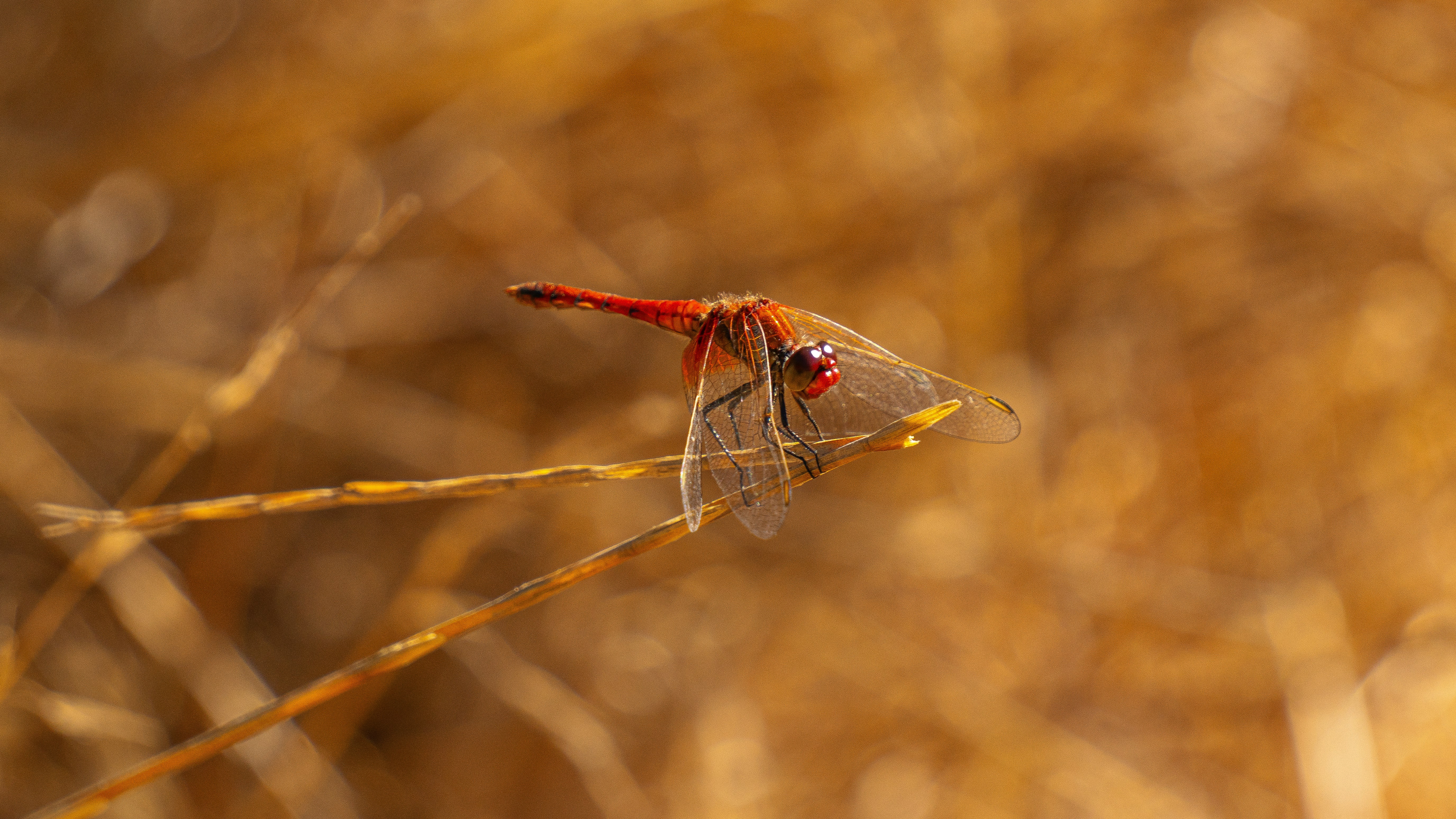 Ember-winged Dragonfly Perched on a Sunlit Twig