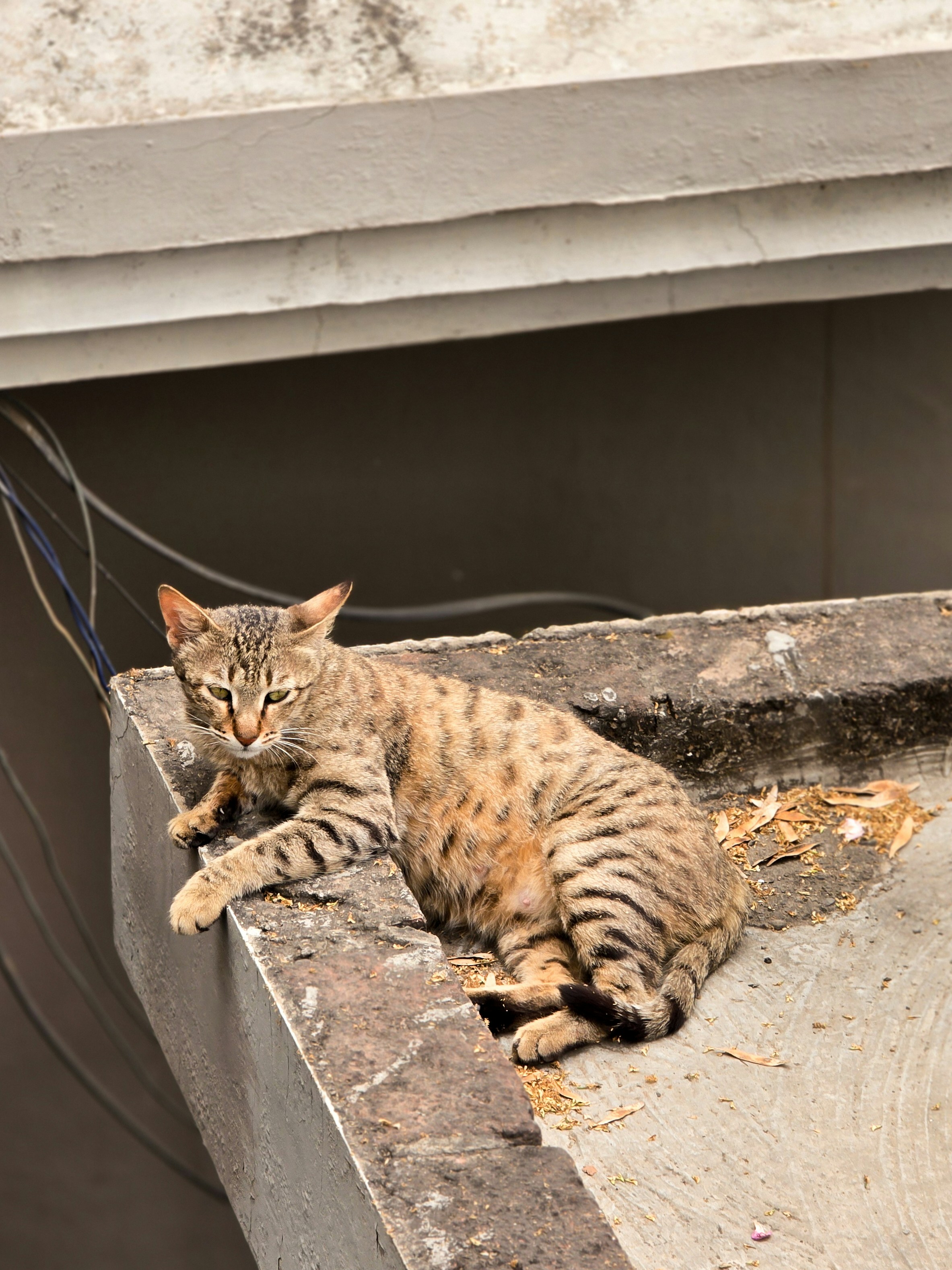 Rooftop Reverie: A striped cat lounges along a sun-warmed concrete ledge