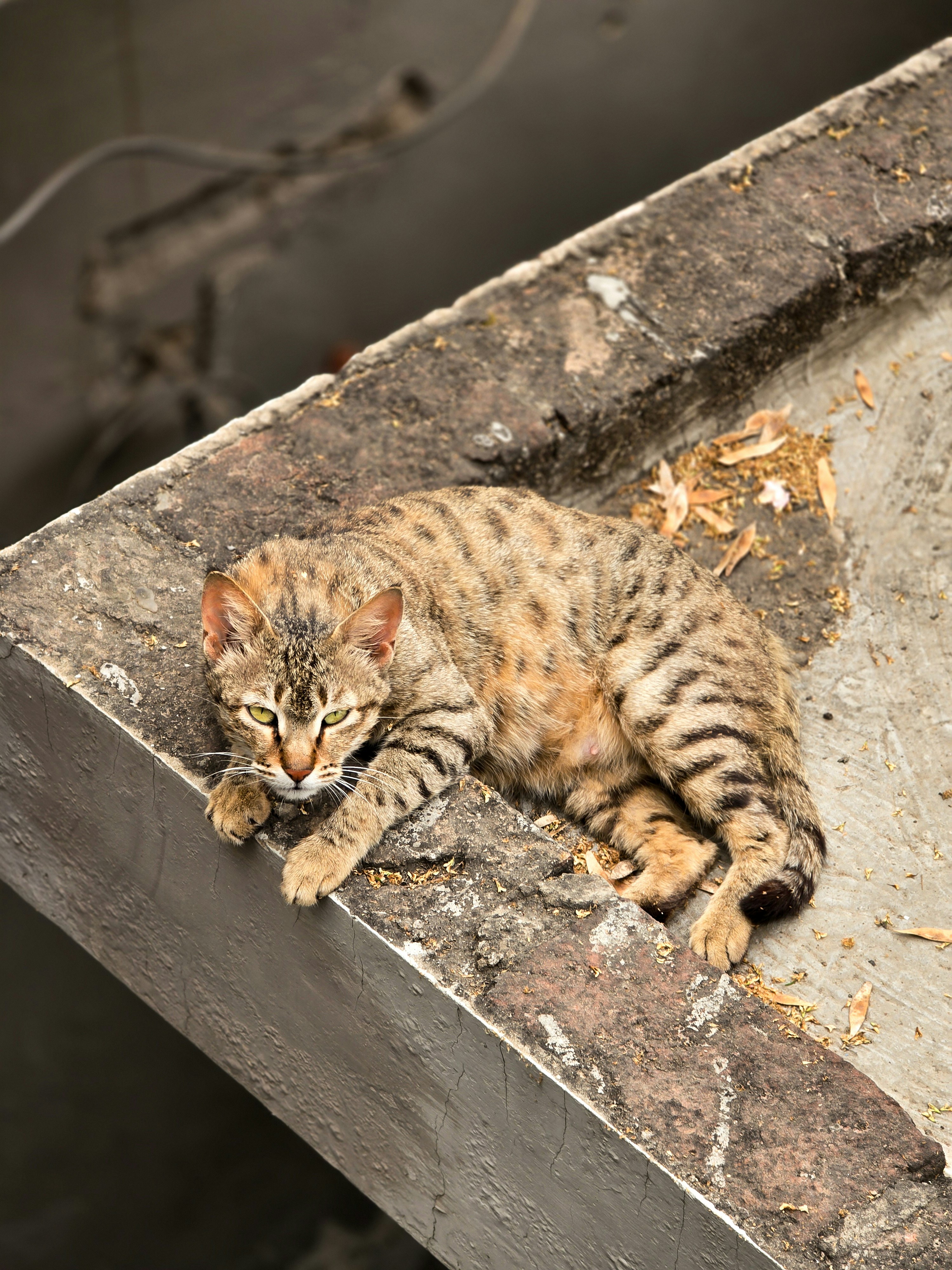On the Edge: A Tabby Cat Lounges Across a Weathered Concrete Ledge