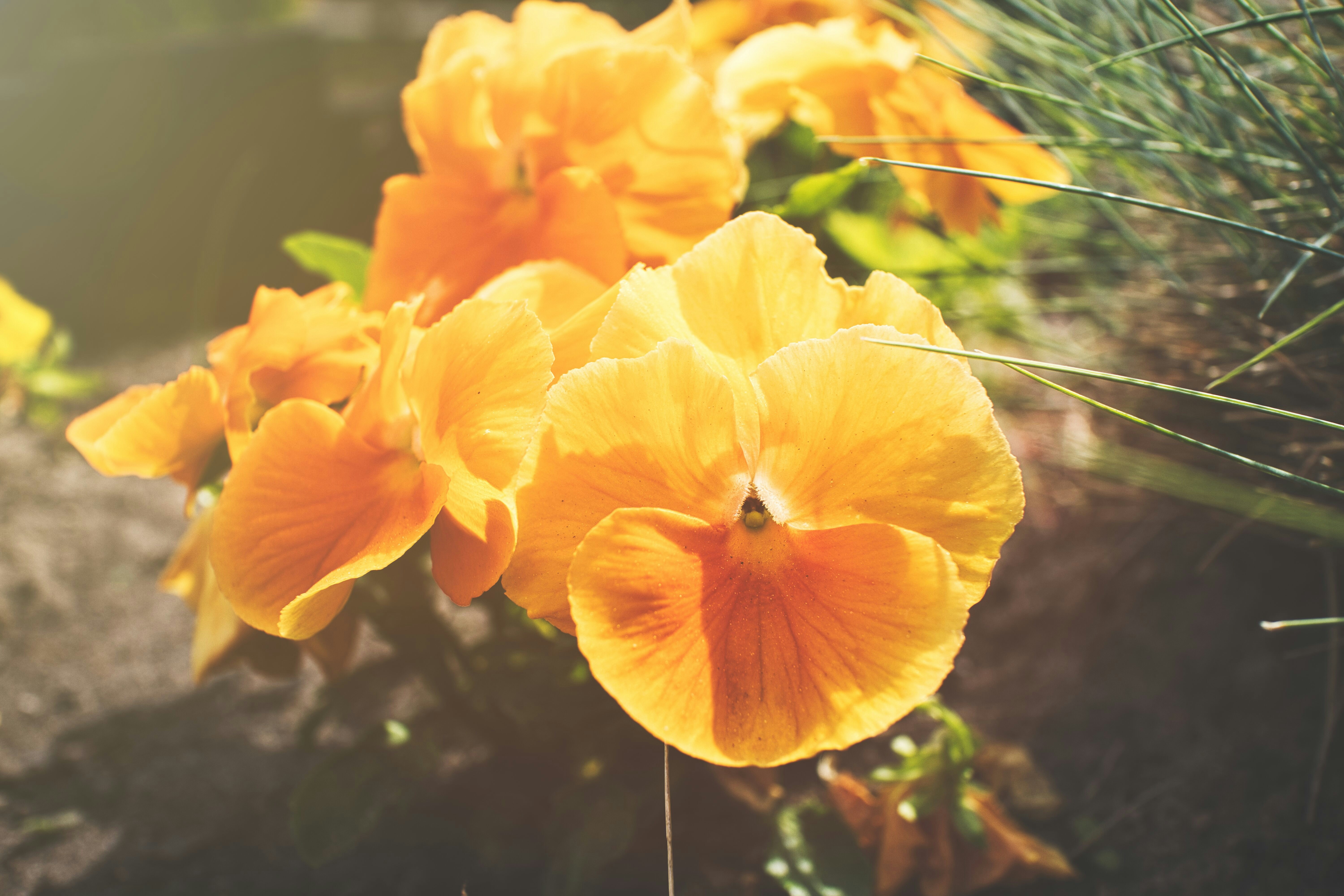 Orange pansies at sunset