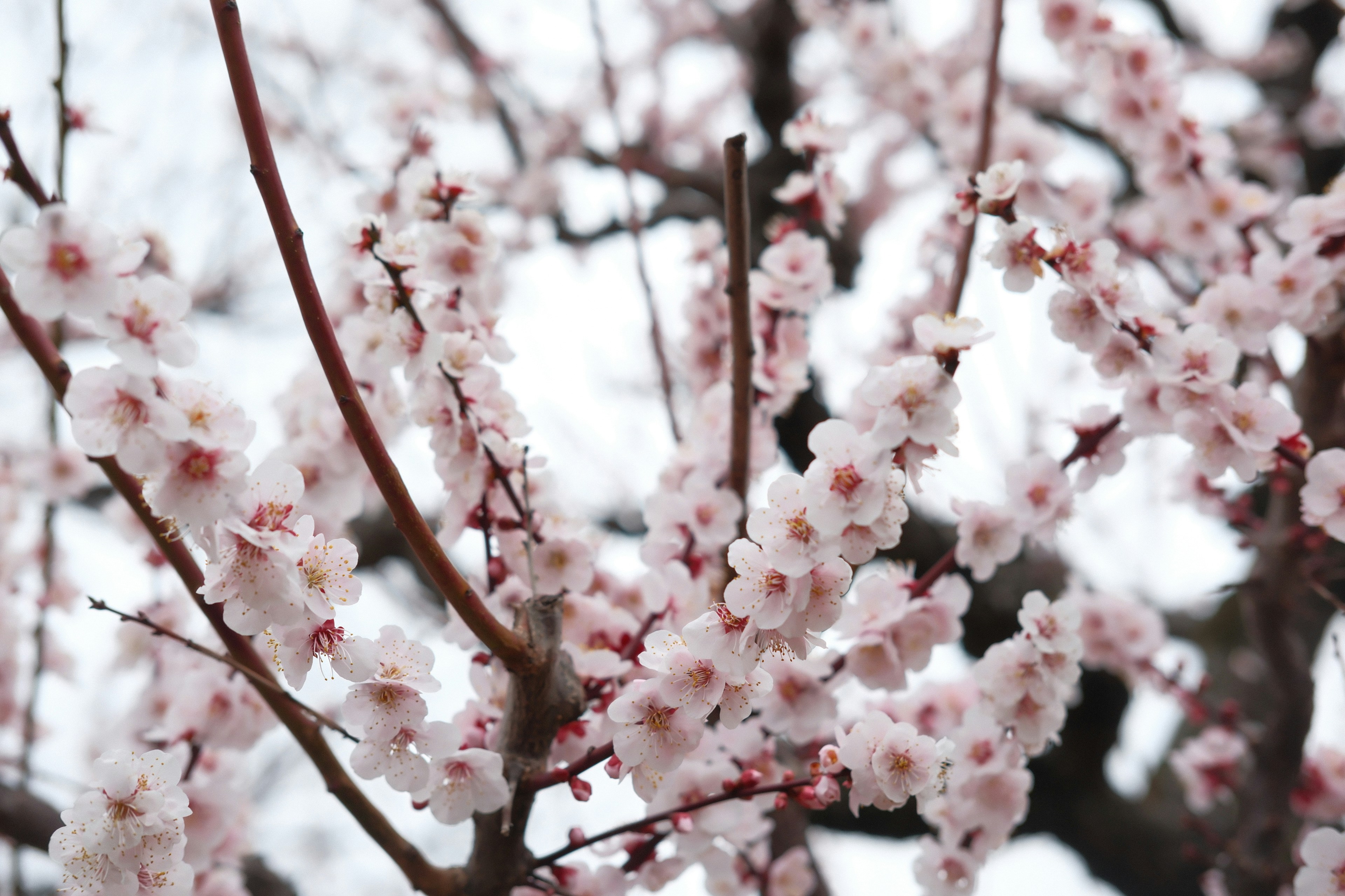 Pink blossoms bloom on tree branches. photo – Free Japan Image on Unsplash
