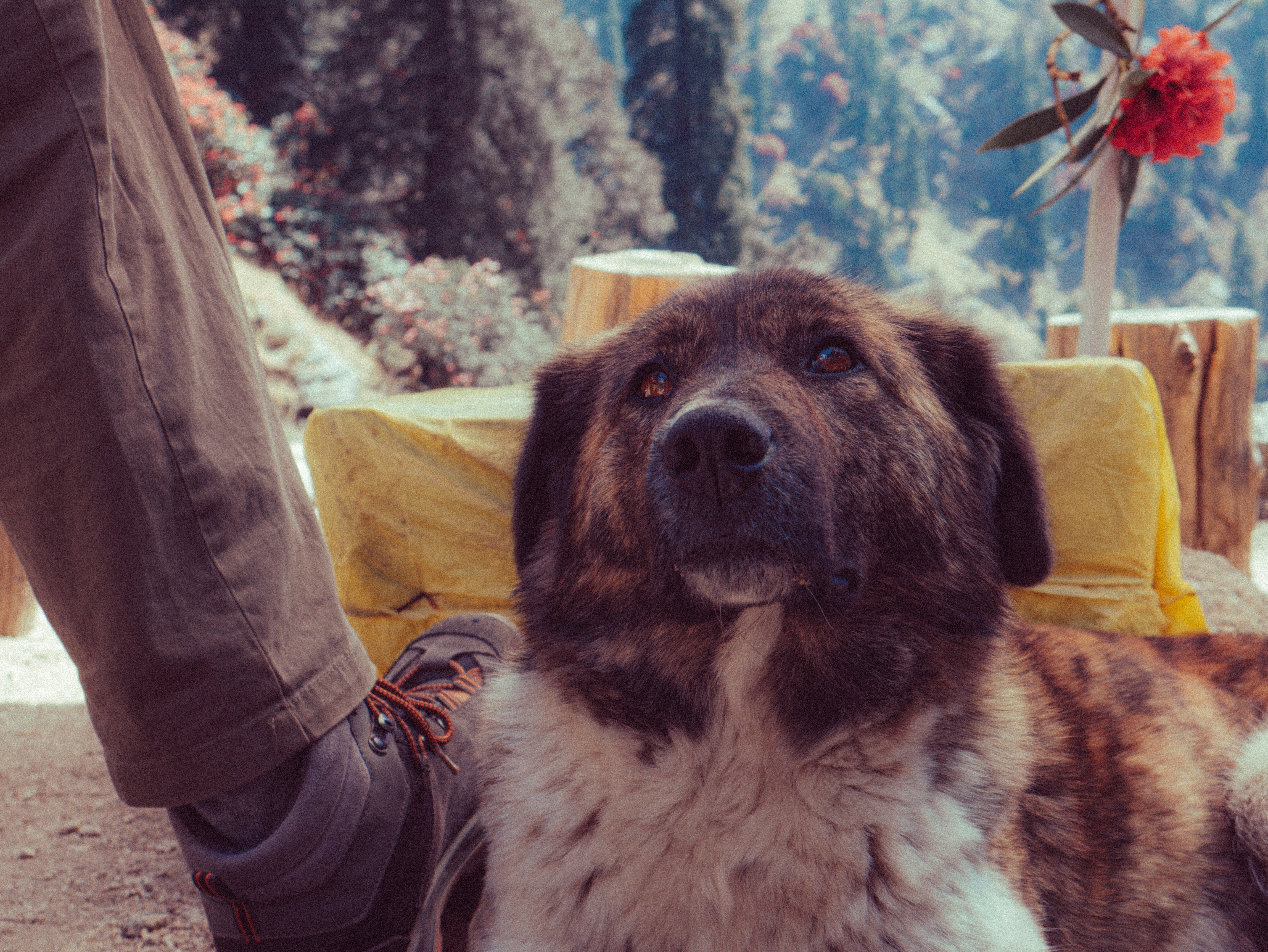 Watchful Hound on a Rustic Bench Amid Wood and Bloom