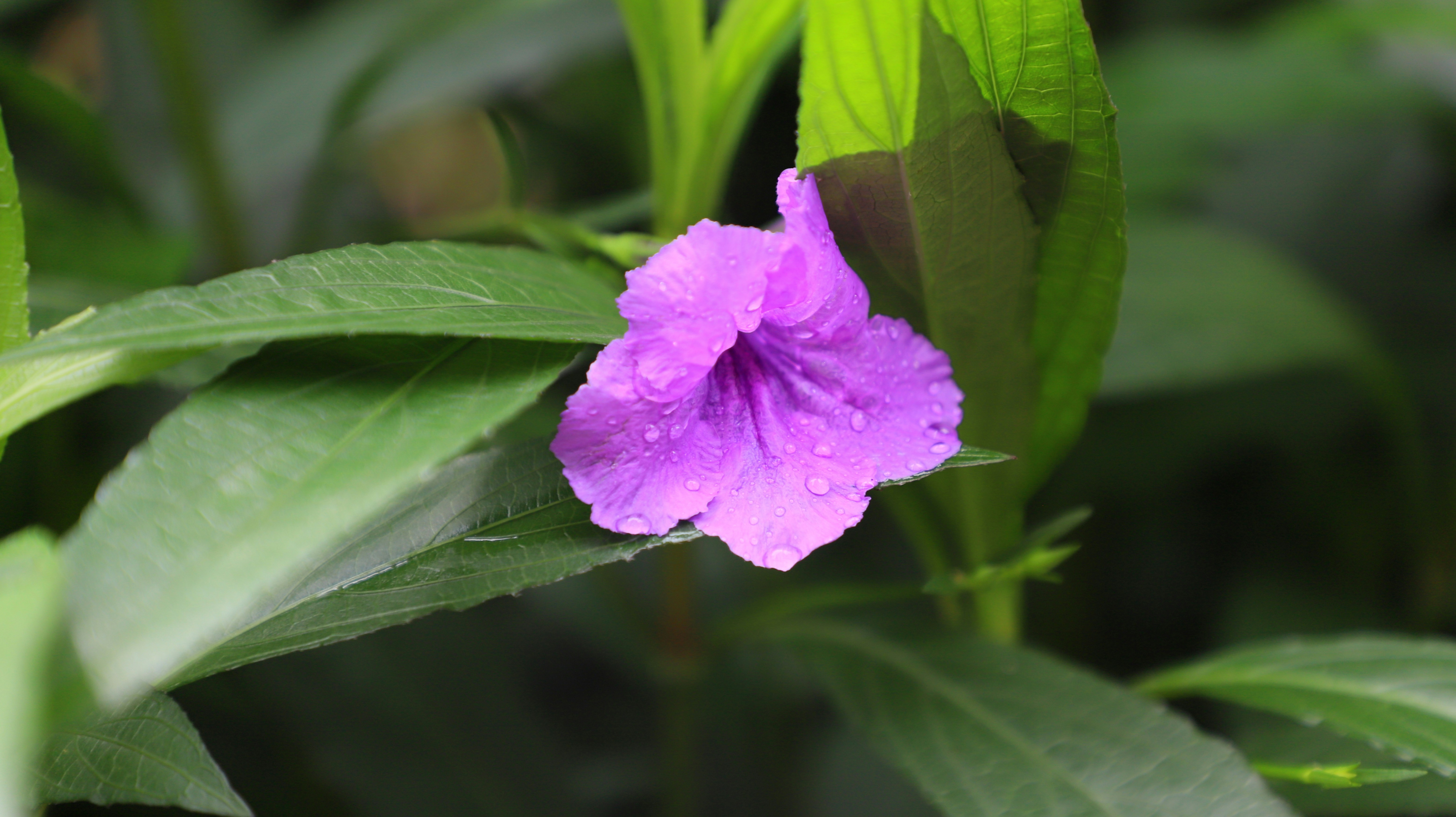 Purple flower with water droplets among green leaves.
