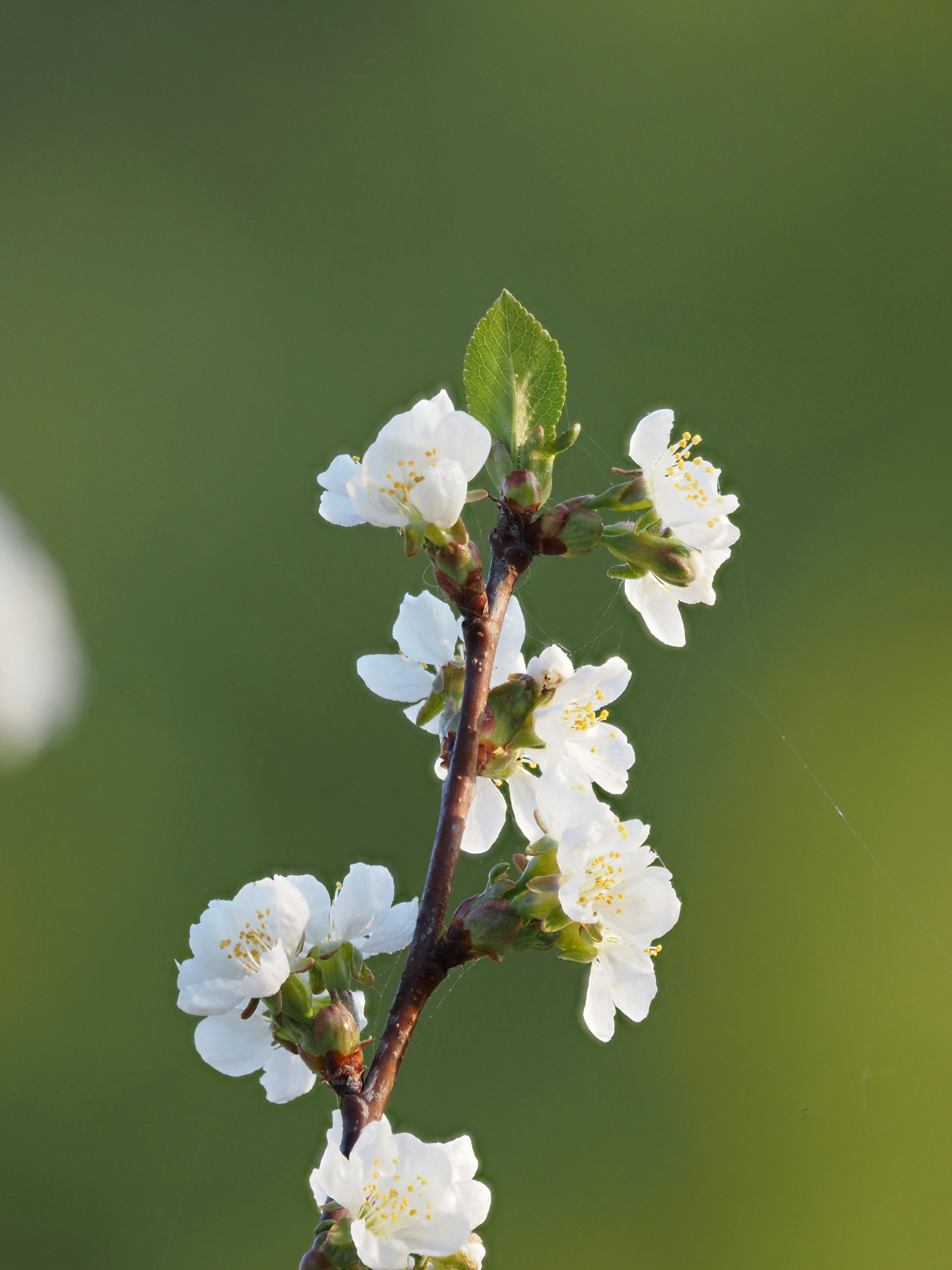 Whispering White Blossoms on a Sunlit Twig