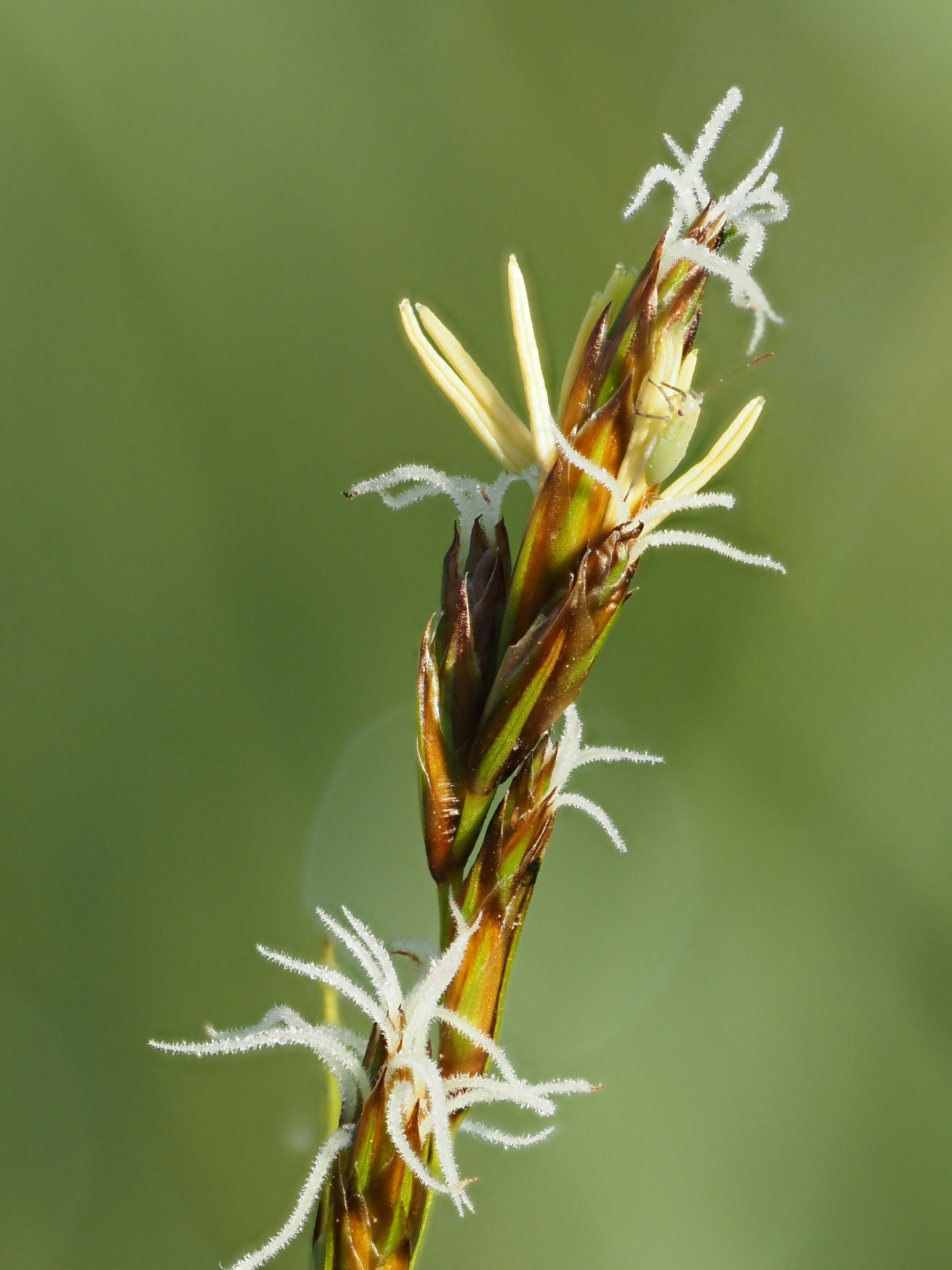 Delicate flowering grass with slender green stems and soft white filaments against a blurred green backdrop.