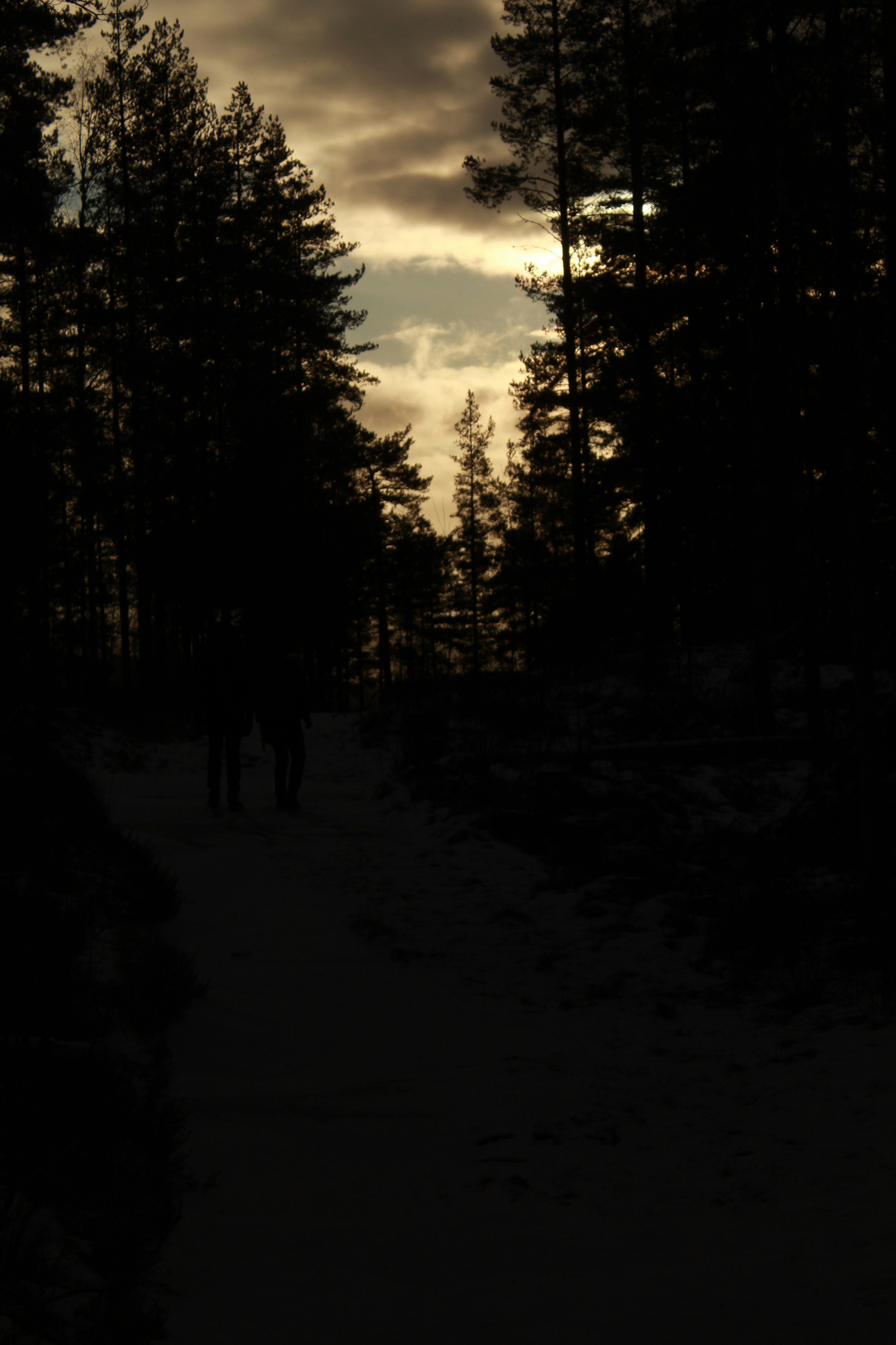 Whispers of Dusk in the Forest