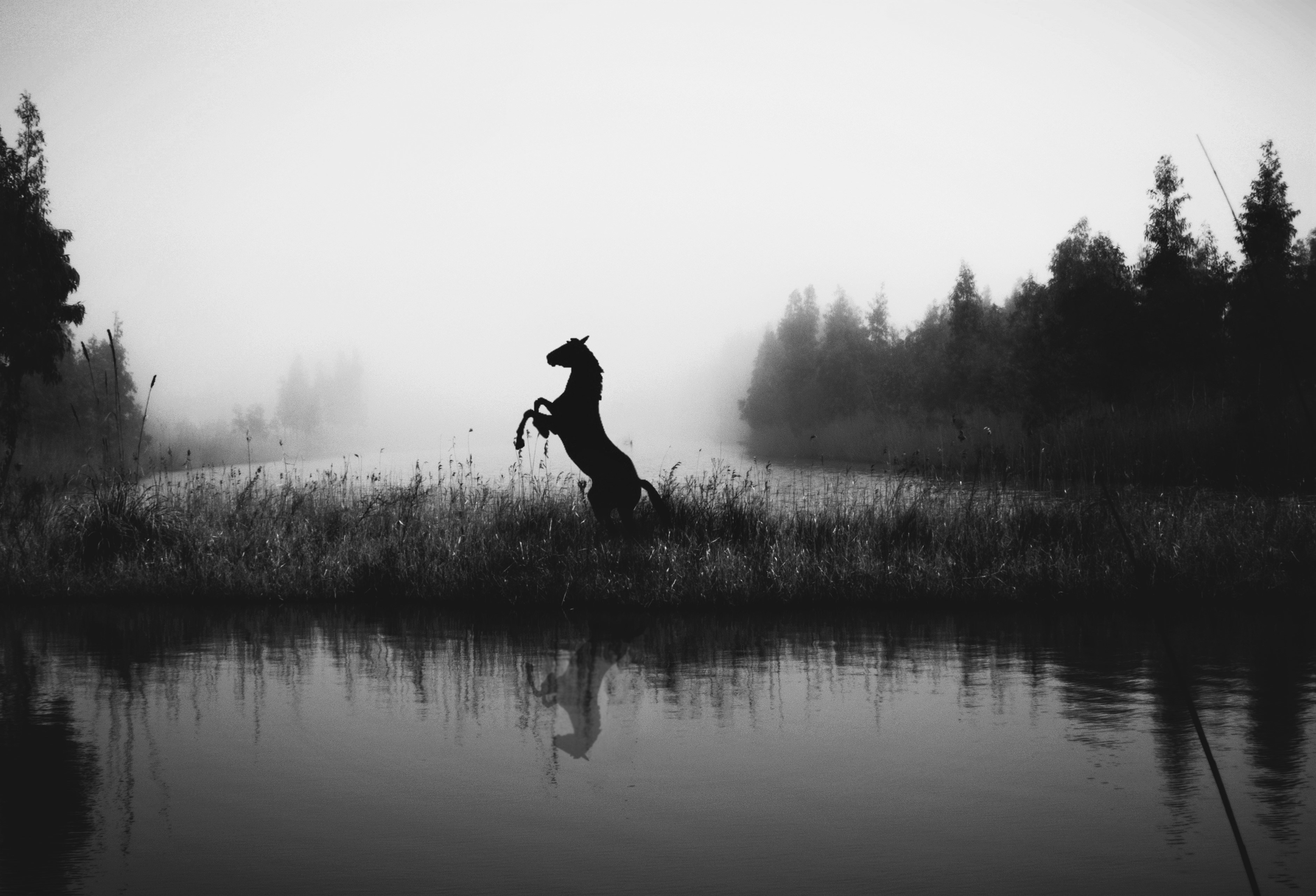 A horse rears dramatically in a foggy landscape, its silhouette reflected in the still water below. The scene captures a moment of wild beauty and serenity.