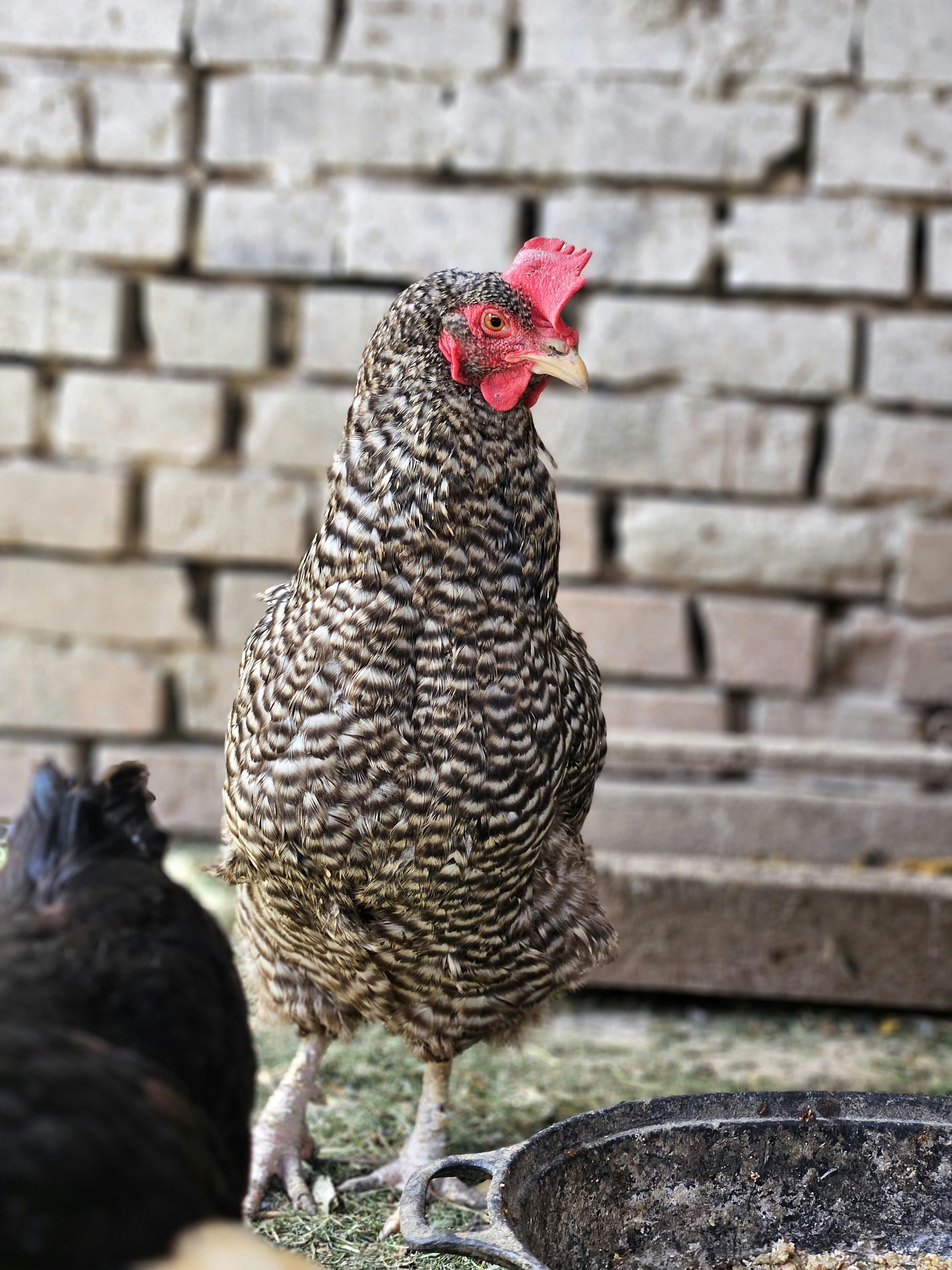 A striking chicken poses before a brick wall. photo – Free Image on ...