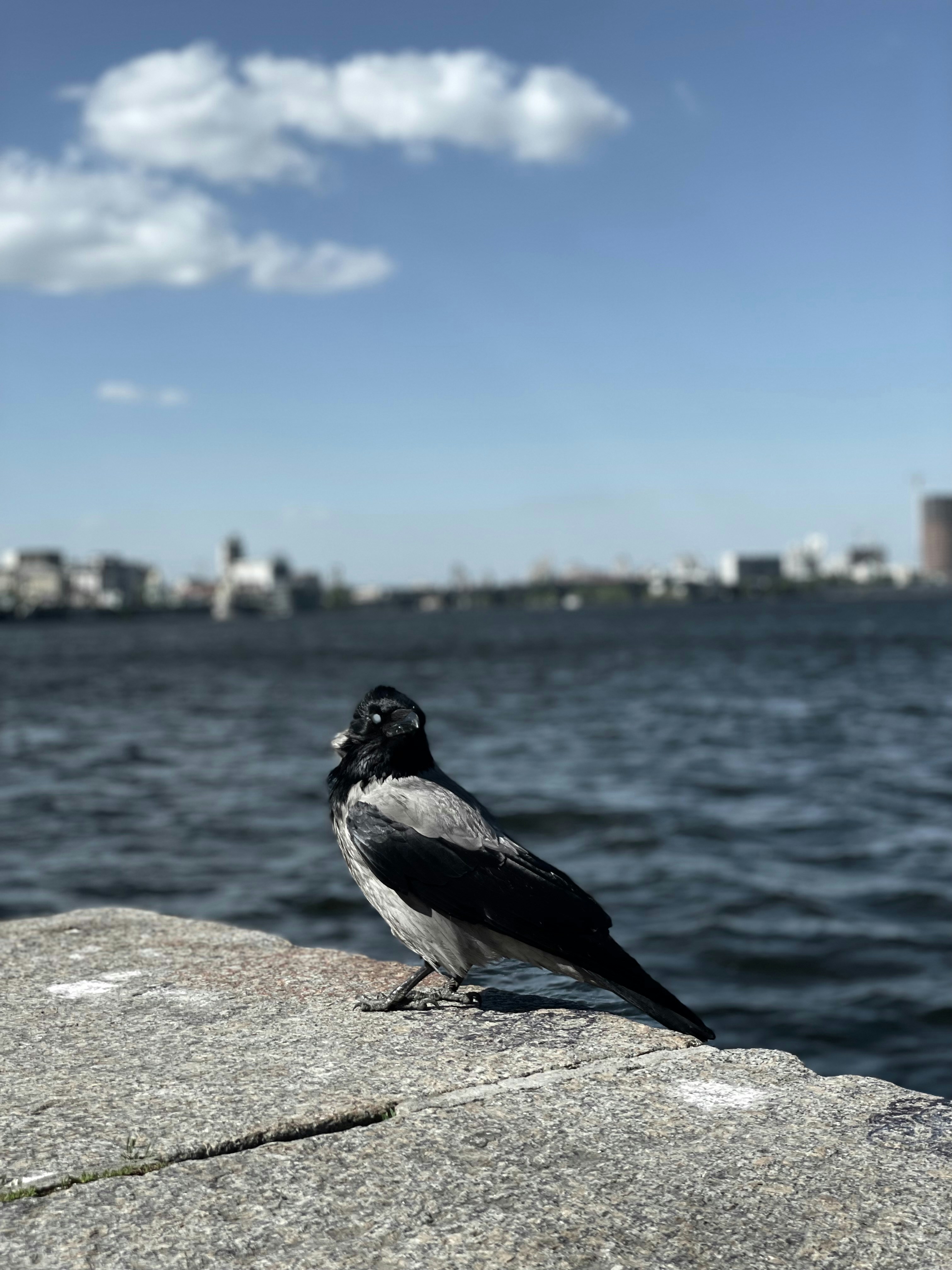 A crow stands on a stone by the water. photo – Free Image on Unsplash