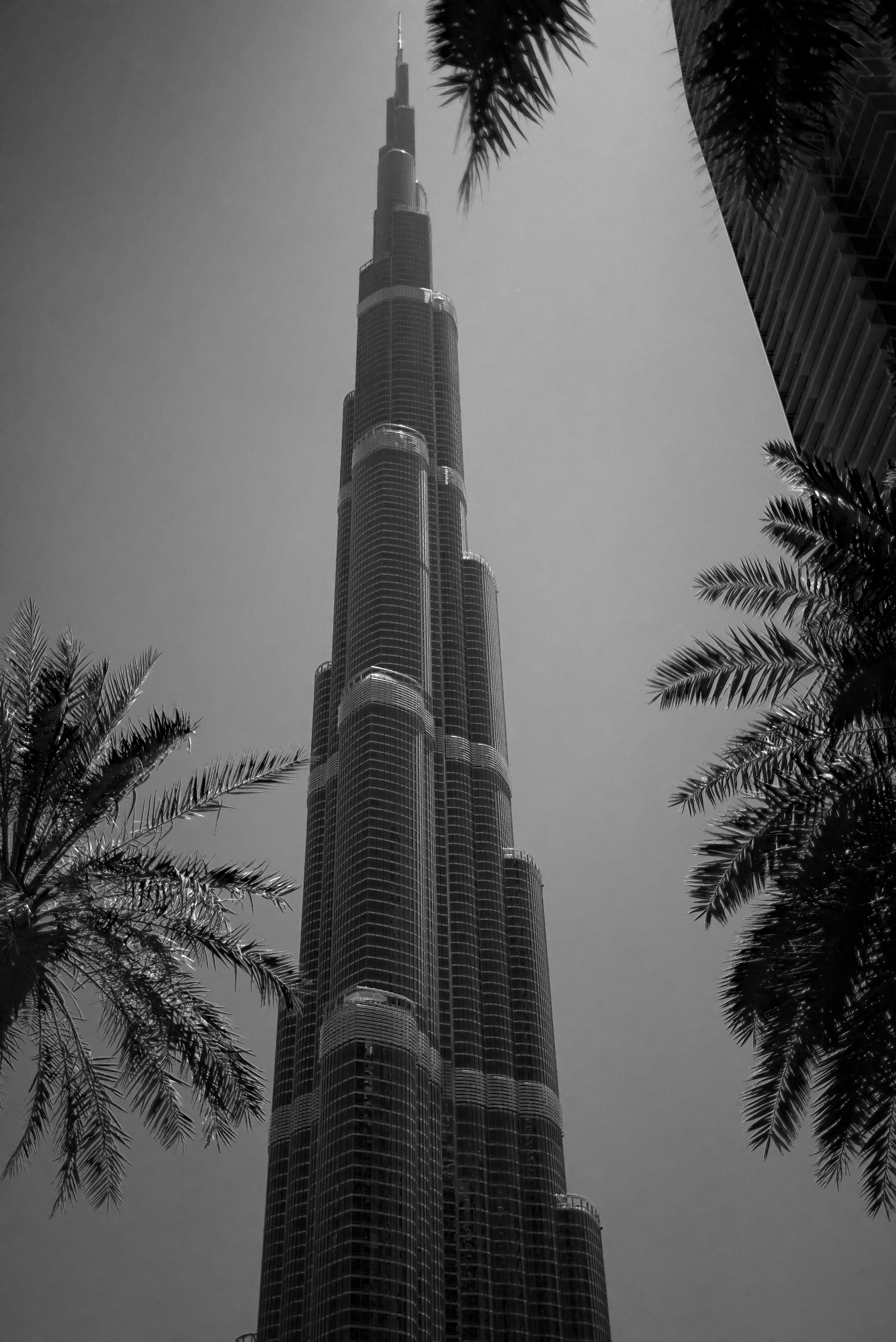 Monolithic Spire Framed by Palm Fronds: A Black-and-White Portrait of the Burj Khalifa