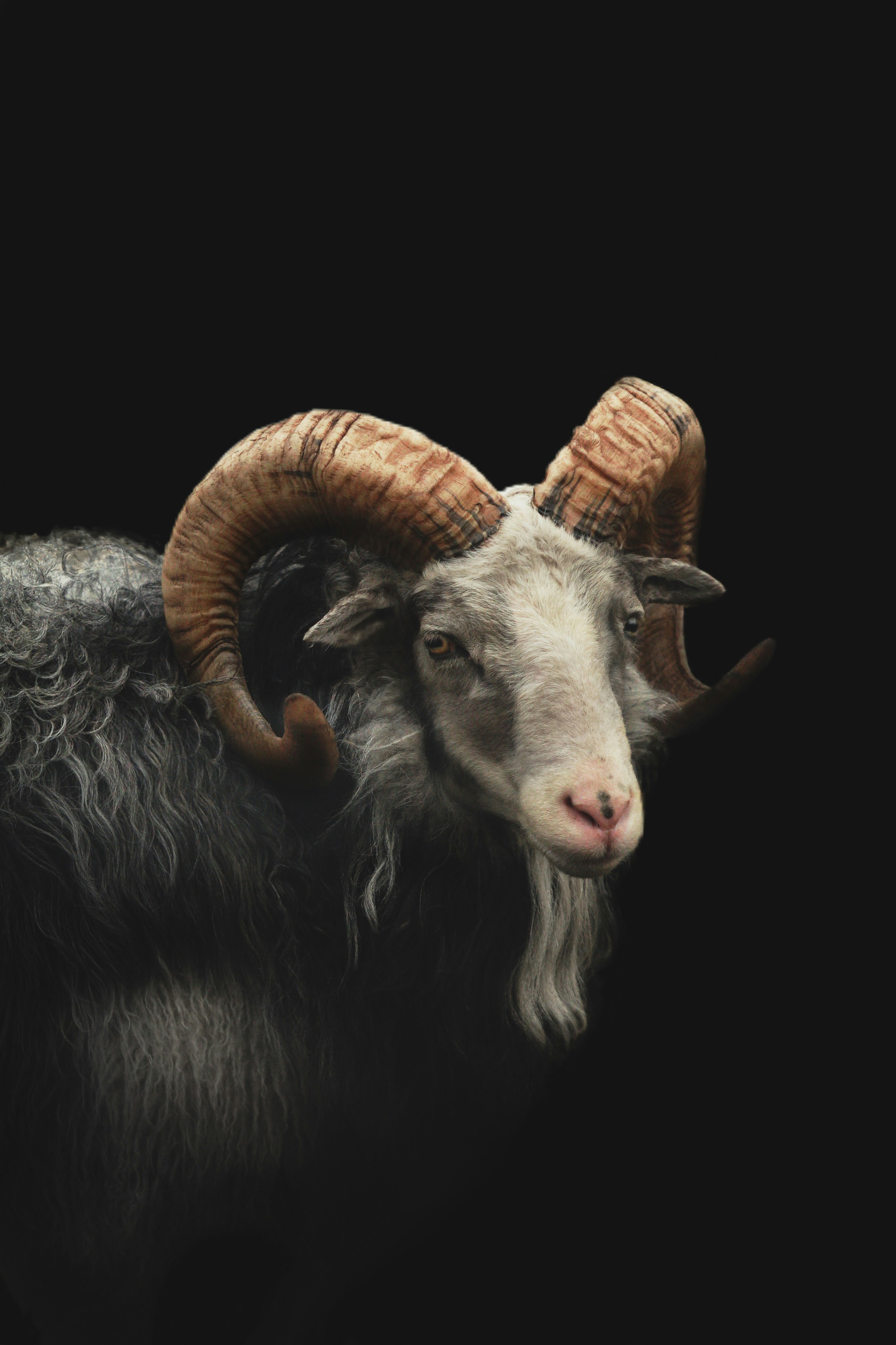 A ram with magnificent horns looks towards the viewer. photo – Free ...