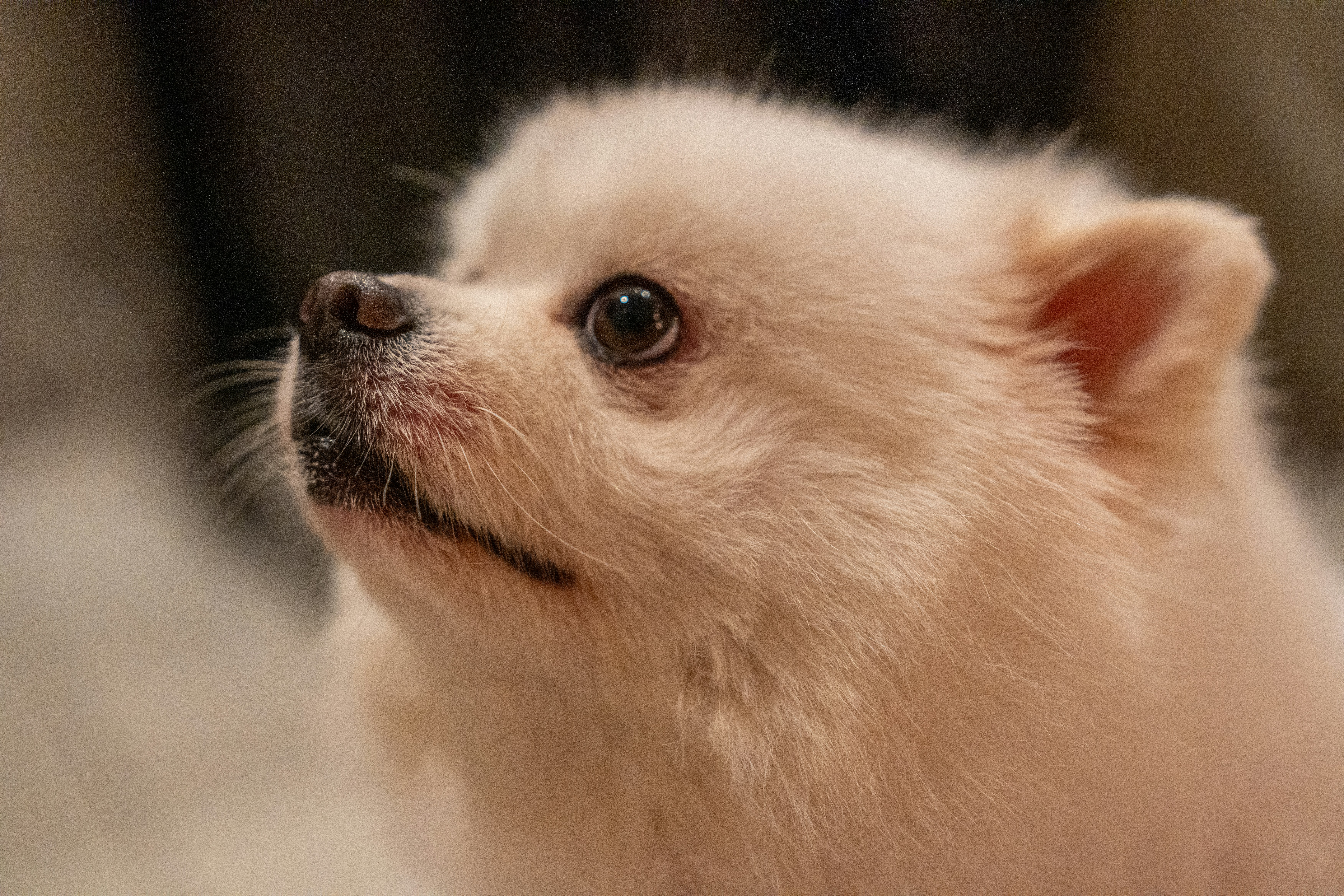 A fluffy white dog gazes upwards intently.Thibault Lam Tran